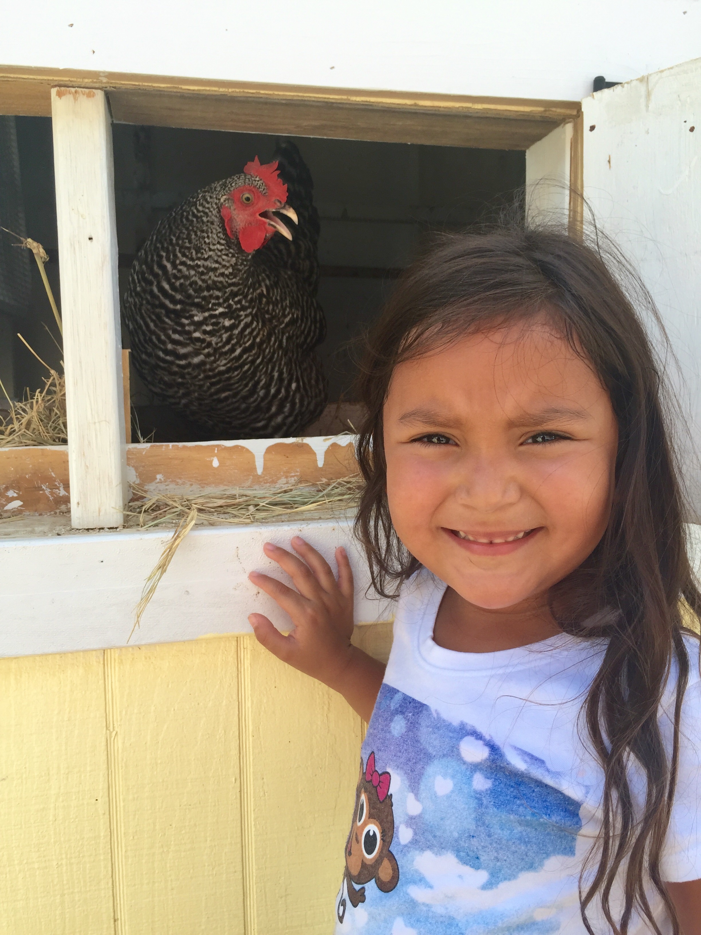 BackYard Chickens - Learn How to Raise Chickens
