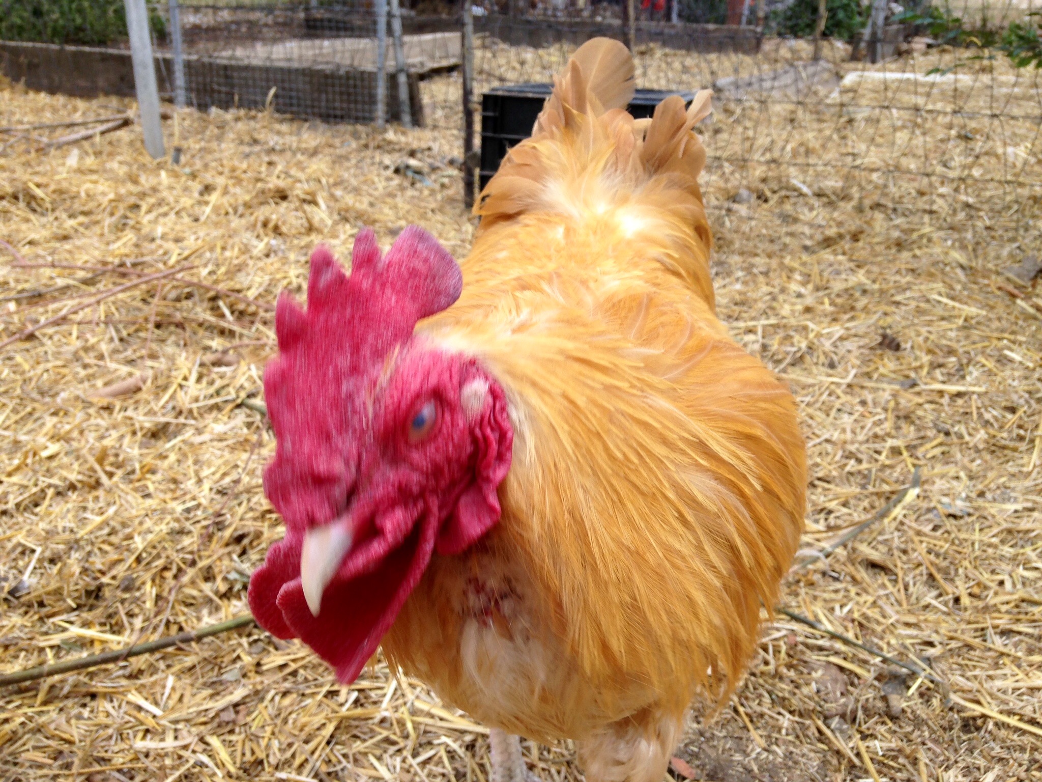 BackYard Chickens - Learn How to Raise Chickens