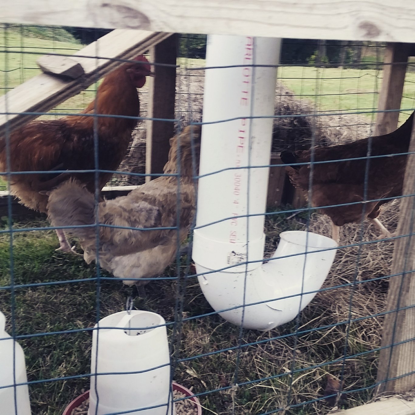 BackYard Chickens - Learn How to Raise Chickens