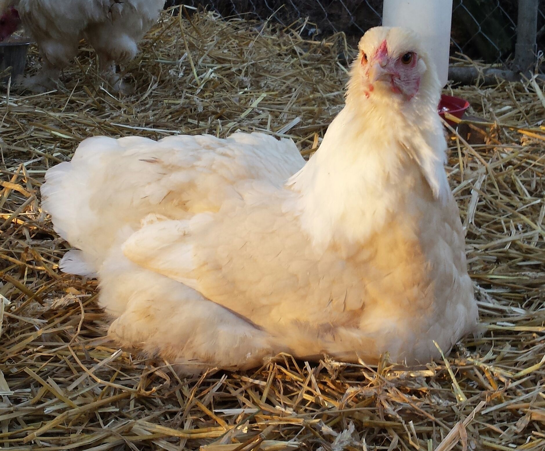 BackYard Chickens - Learn How to Raise Chickens