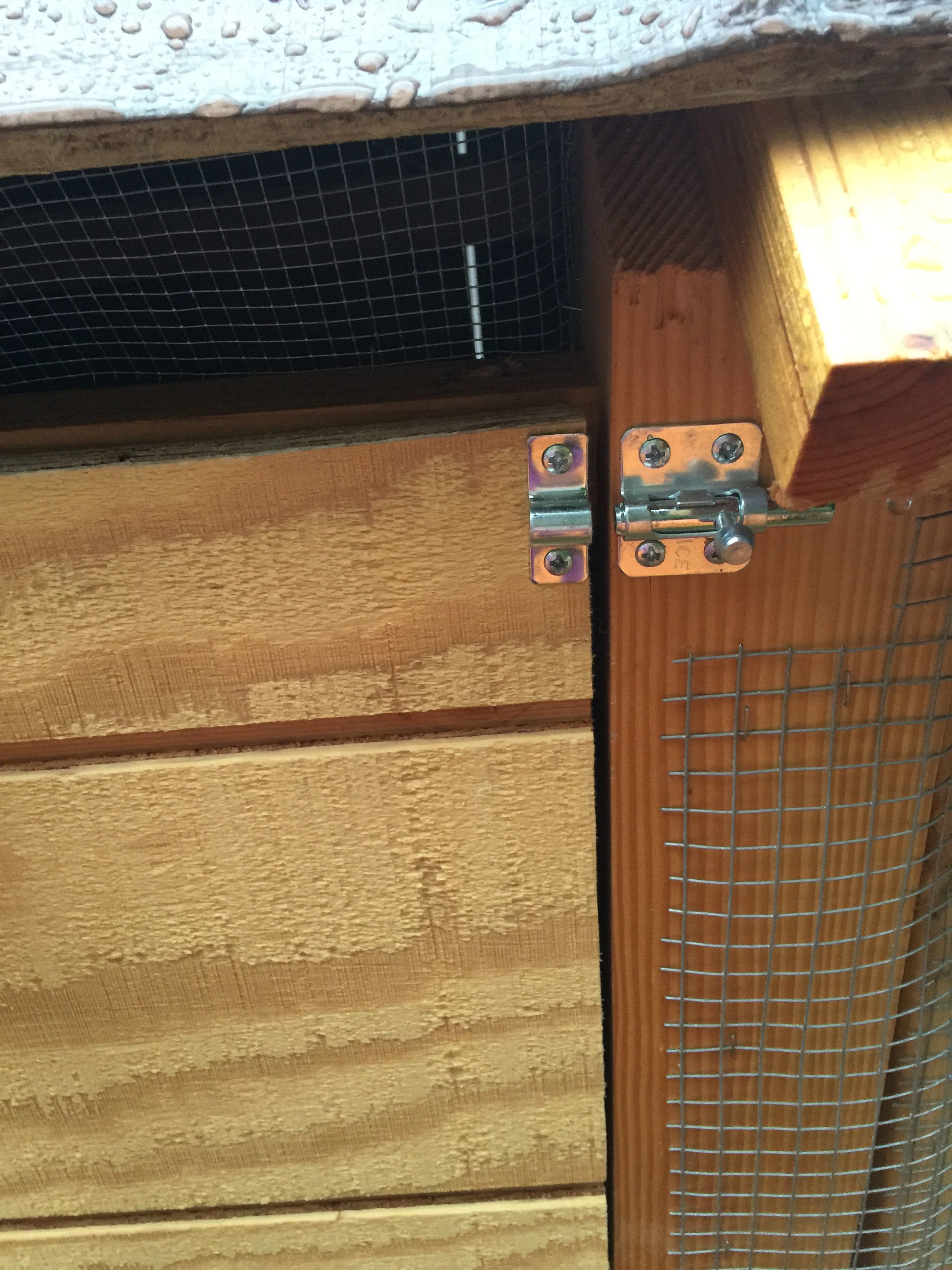 BackYard Chickens - Learn How to Raise Chickens