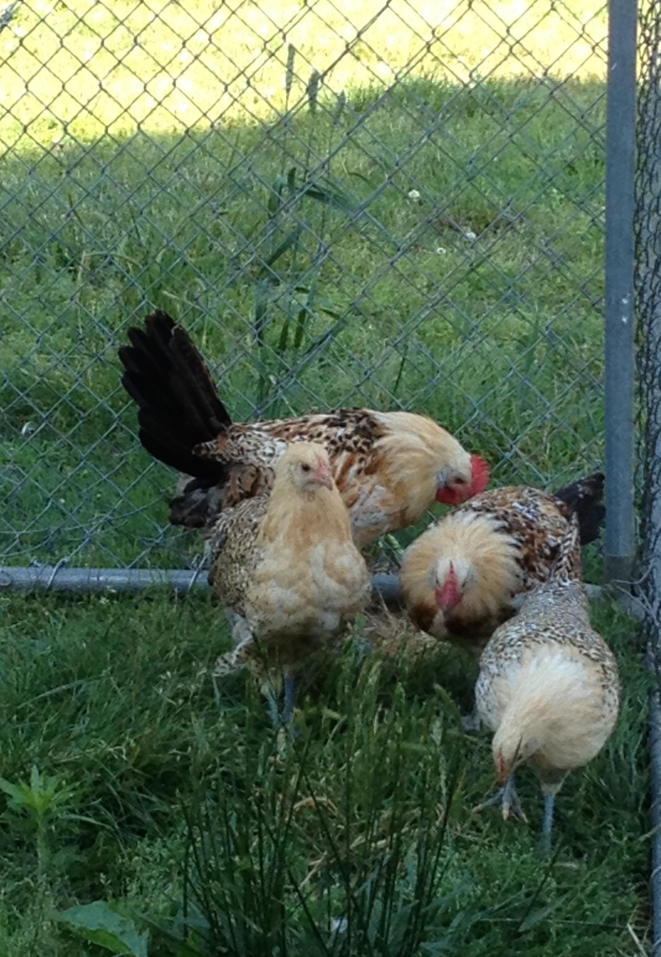 BackYard Chickens - Learn How to Raise Chickens