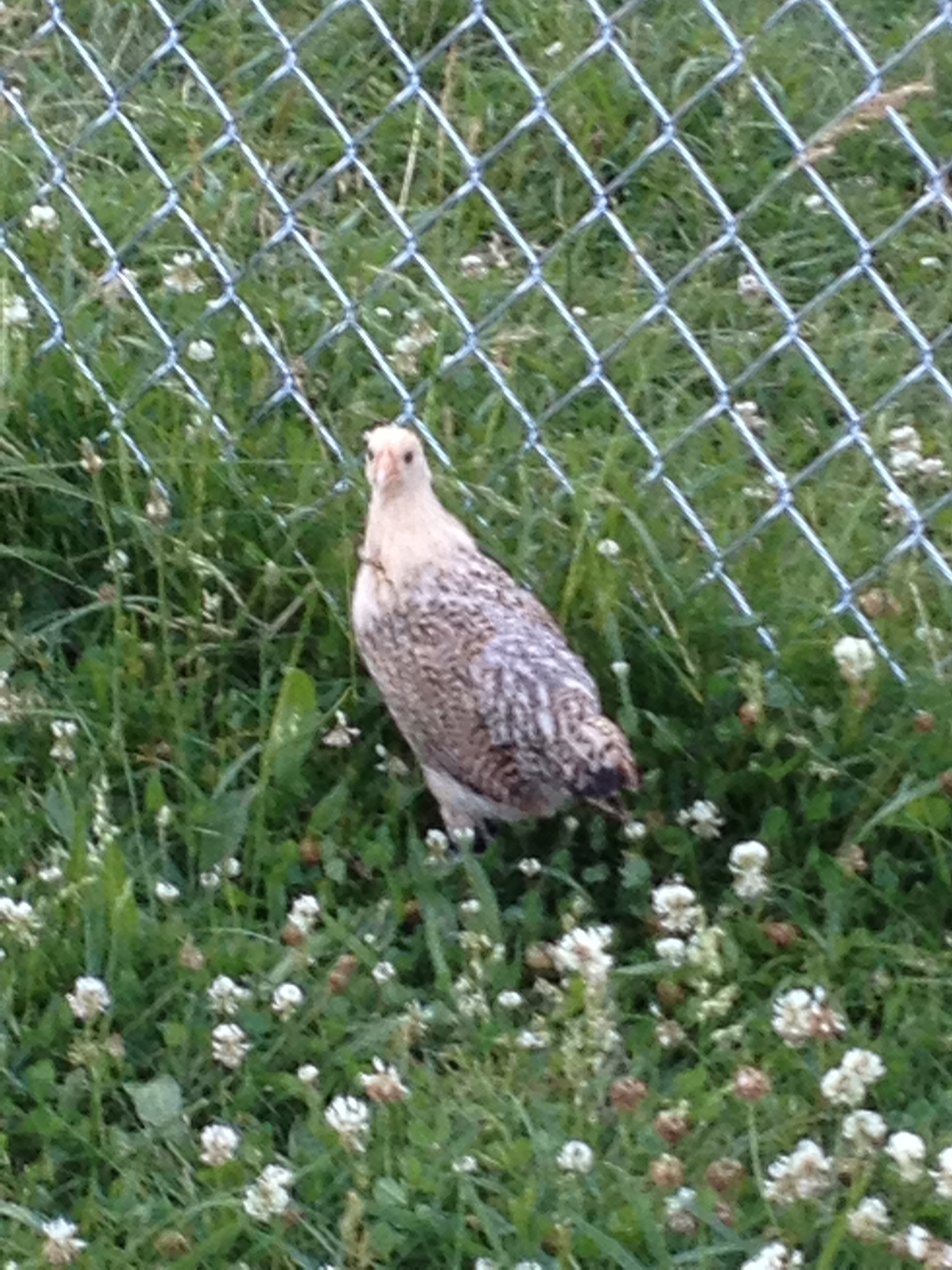 BackYard Chickens - Learn How to Raise Chickens