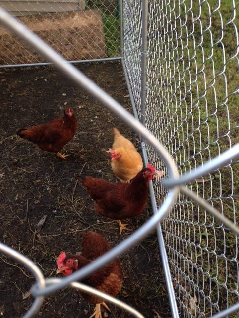 BackYard Chickens - Learn How to Raise Chickens