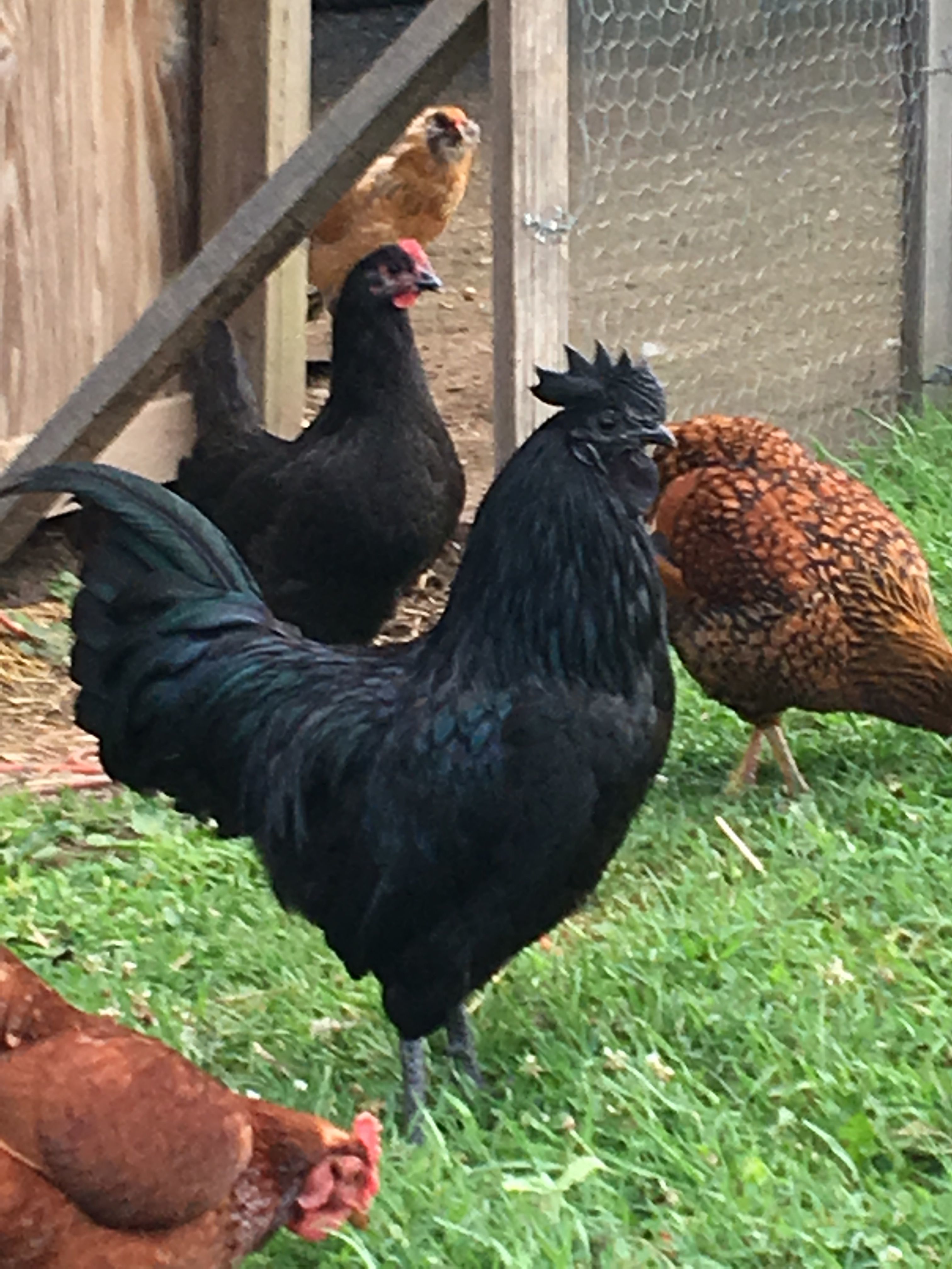 BackYard Chickens - Learn How to Raise Chickens