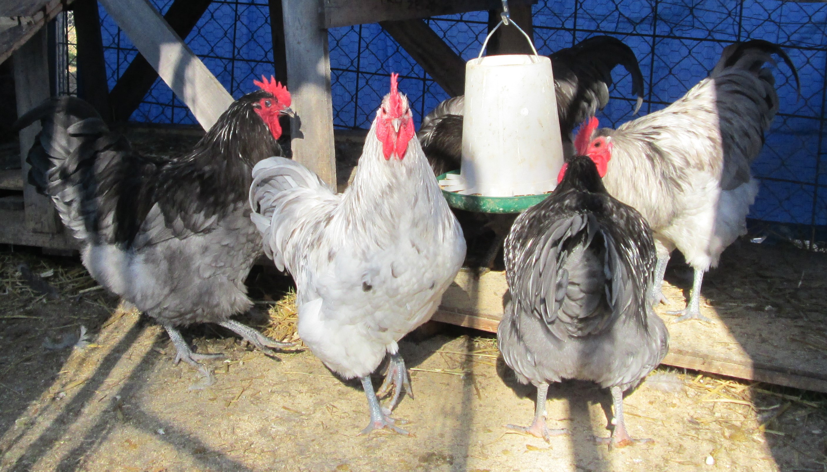 BackYard Chickens - Learn How to Raise Chickens