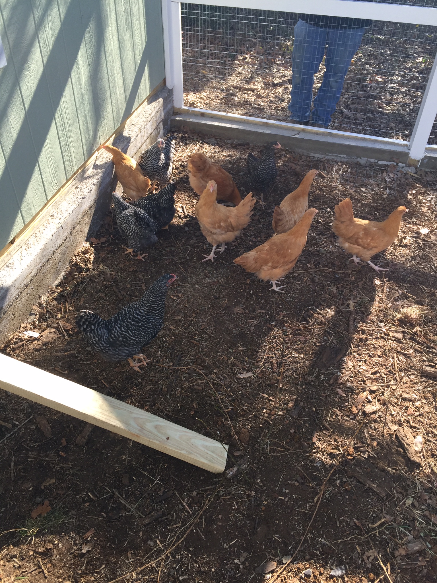 BackYard Chickens - Learn How to Raise Chickens