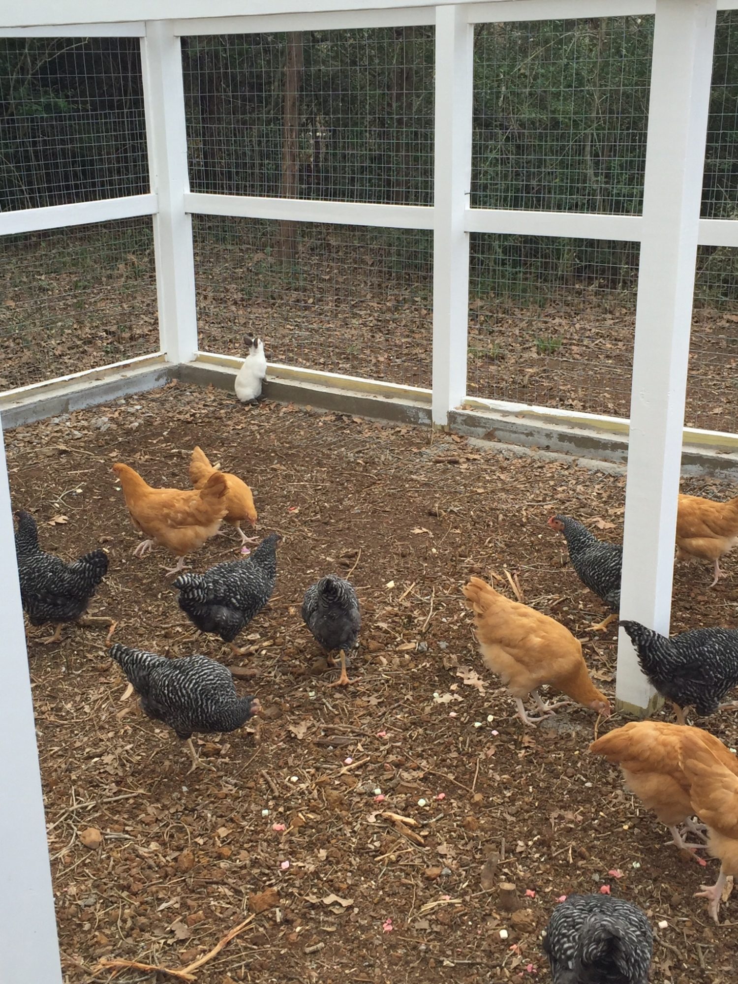 BackYard Chickens - Learn How to Raise Chickens