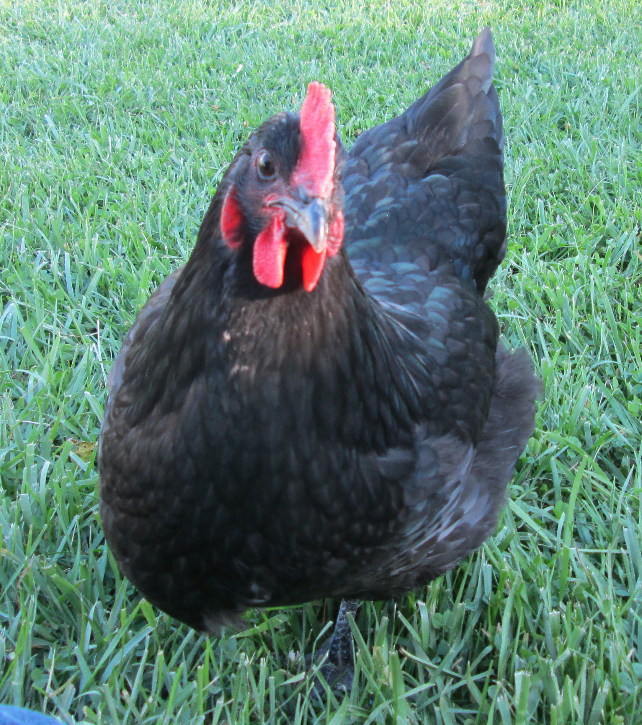 BackYard Chickens - Learn How to Raise Chickens