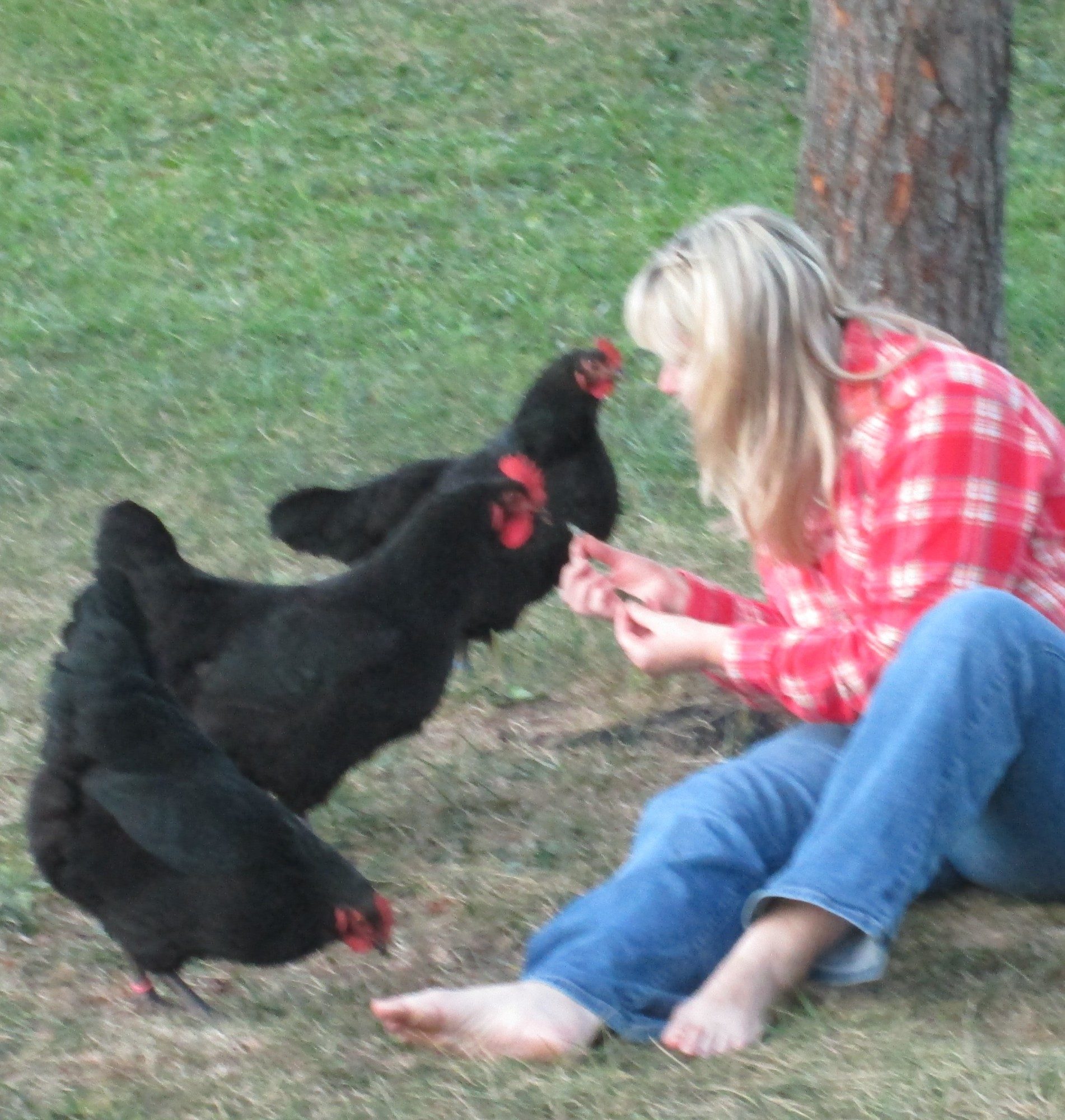 BackYard Chickens - Learn How to Raise Chickens