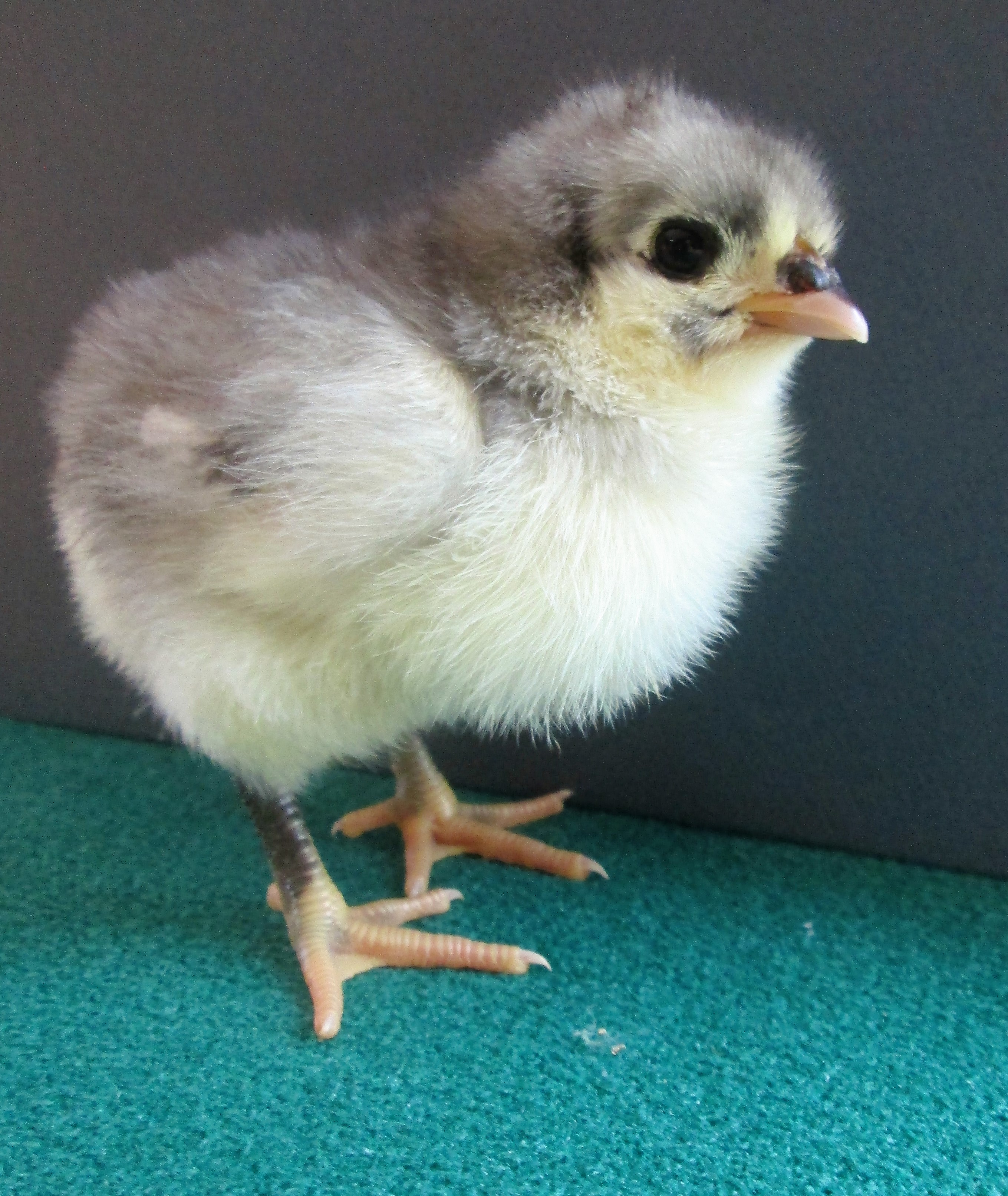 BackYard Chickens - Learn How to Raise Chickens