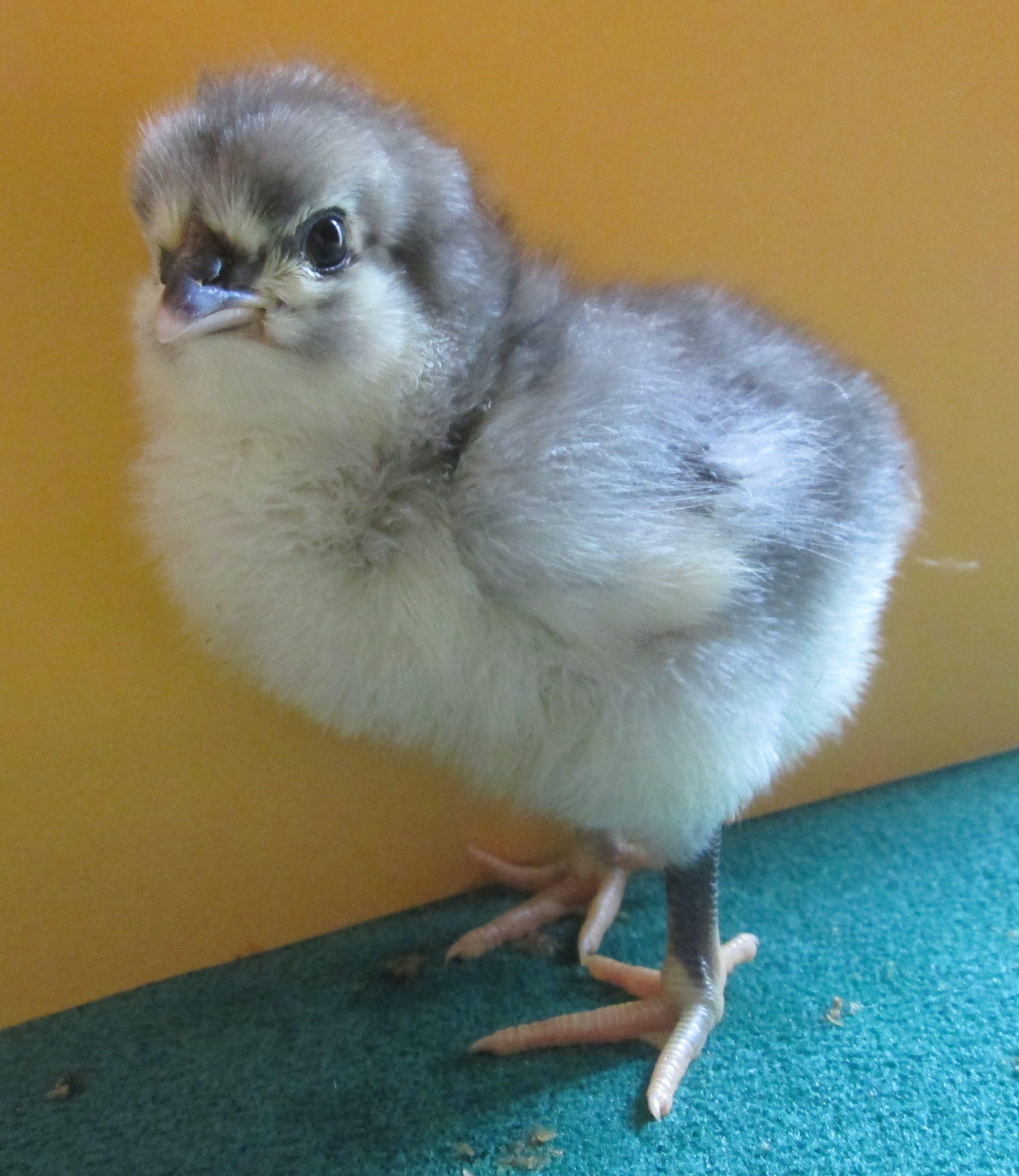 BackYard Chickens - Learn How to Raise Chickens