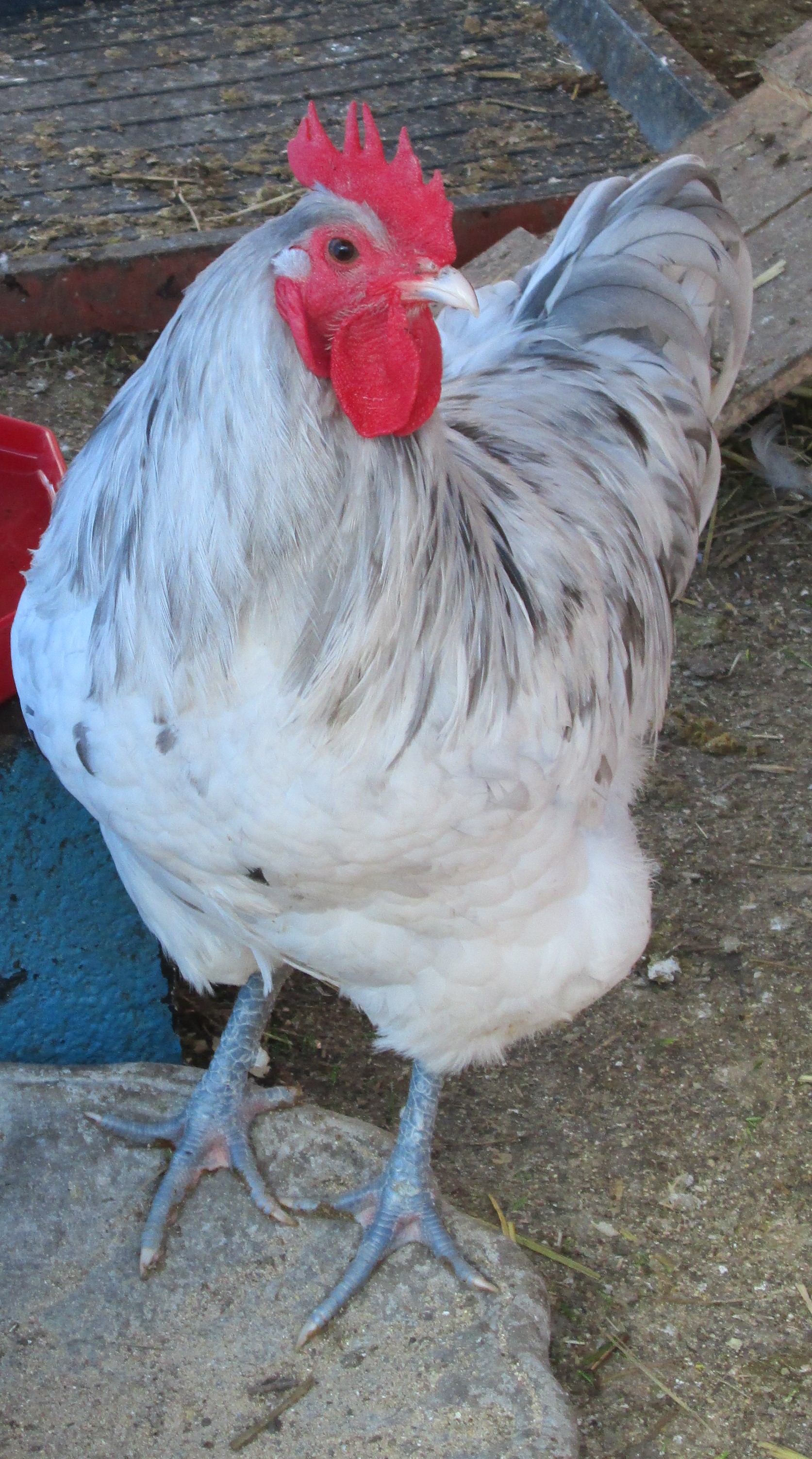 BackYard Chickens - Learn How to Raise Chickens