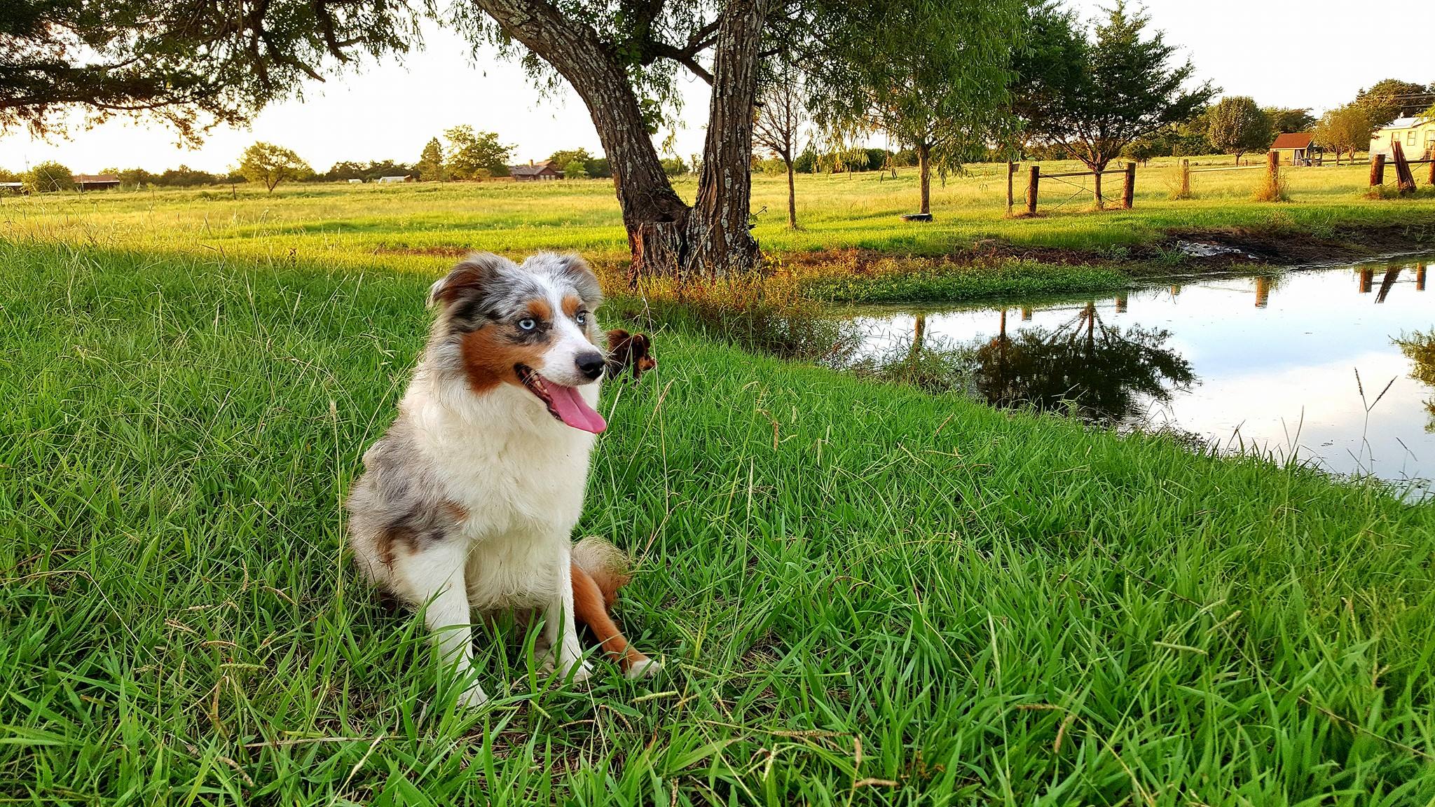 BackYard Chickens - Learn How to Raise Chickens