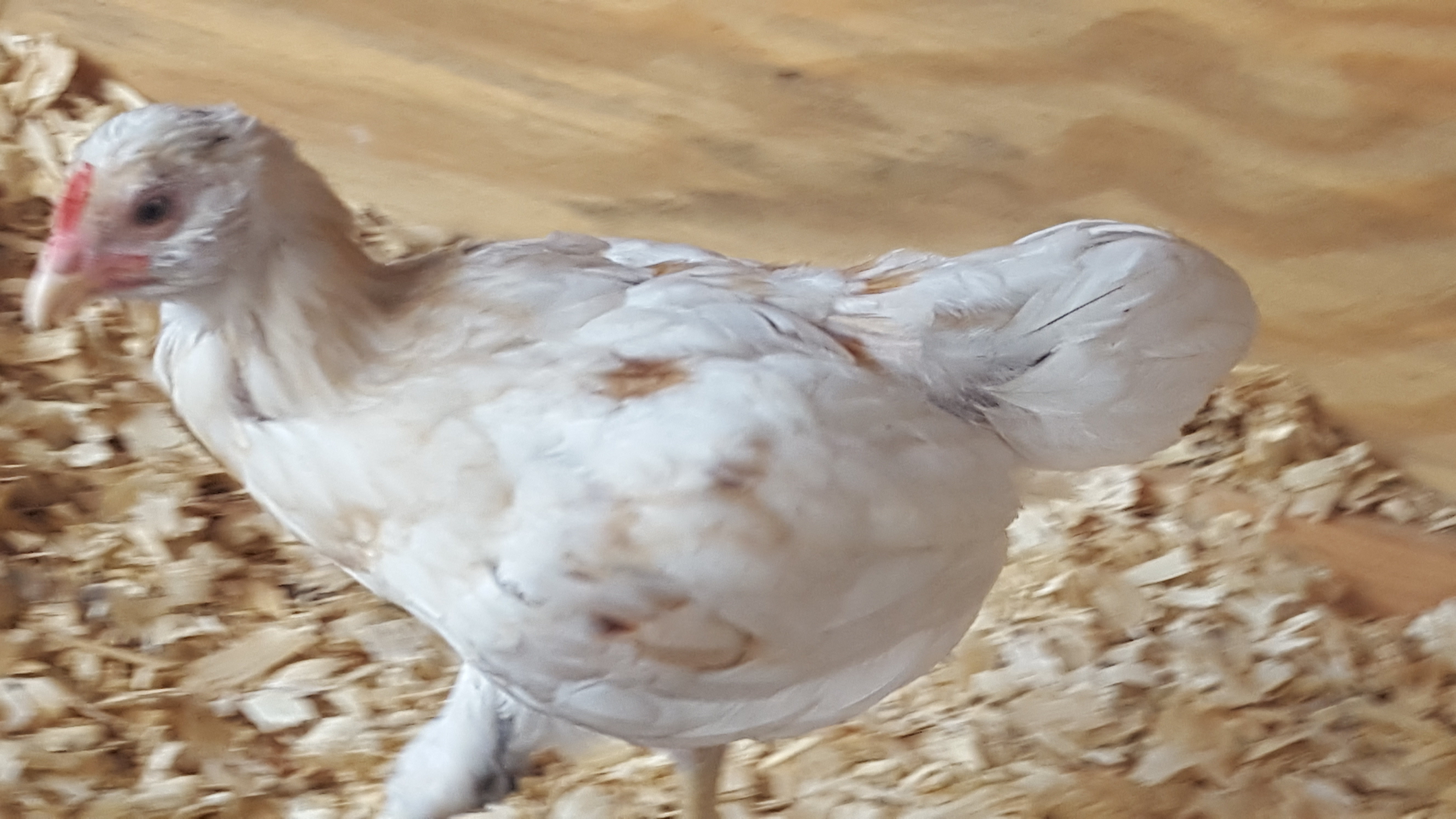 BackYard Chickens - Learn How to Raise Chickens