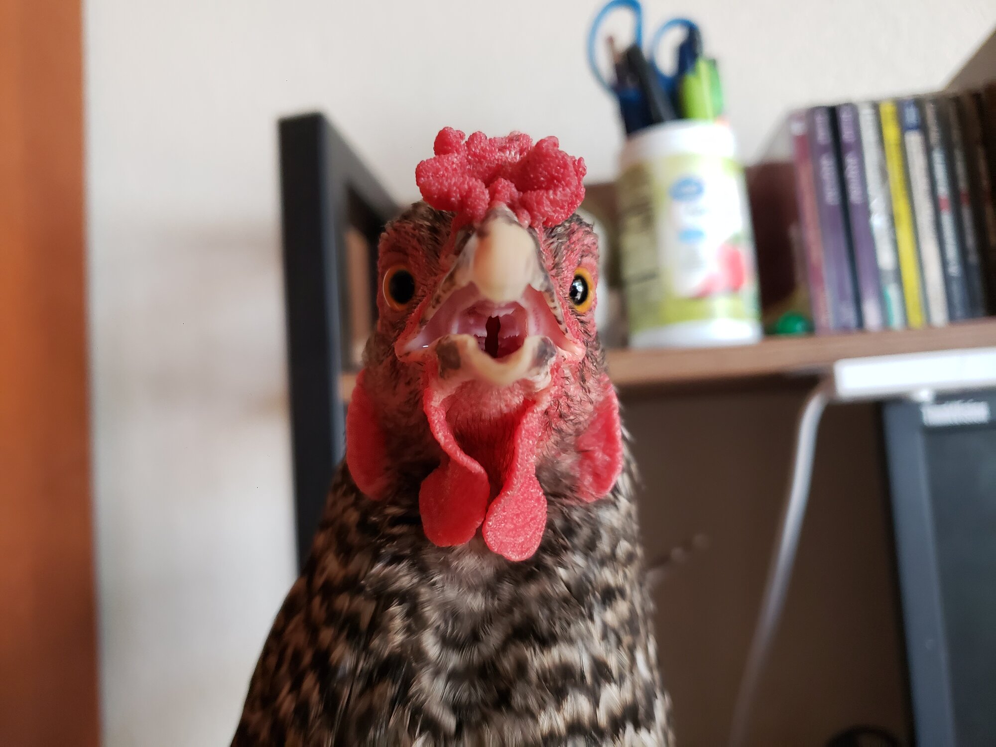 777.jpeg | BackYard Chickens - Learn How to Raise Chickens