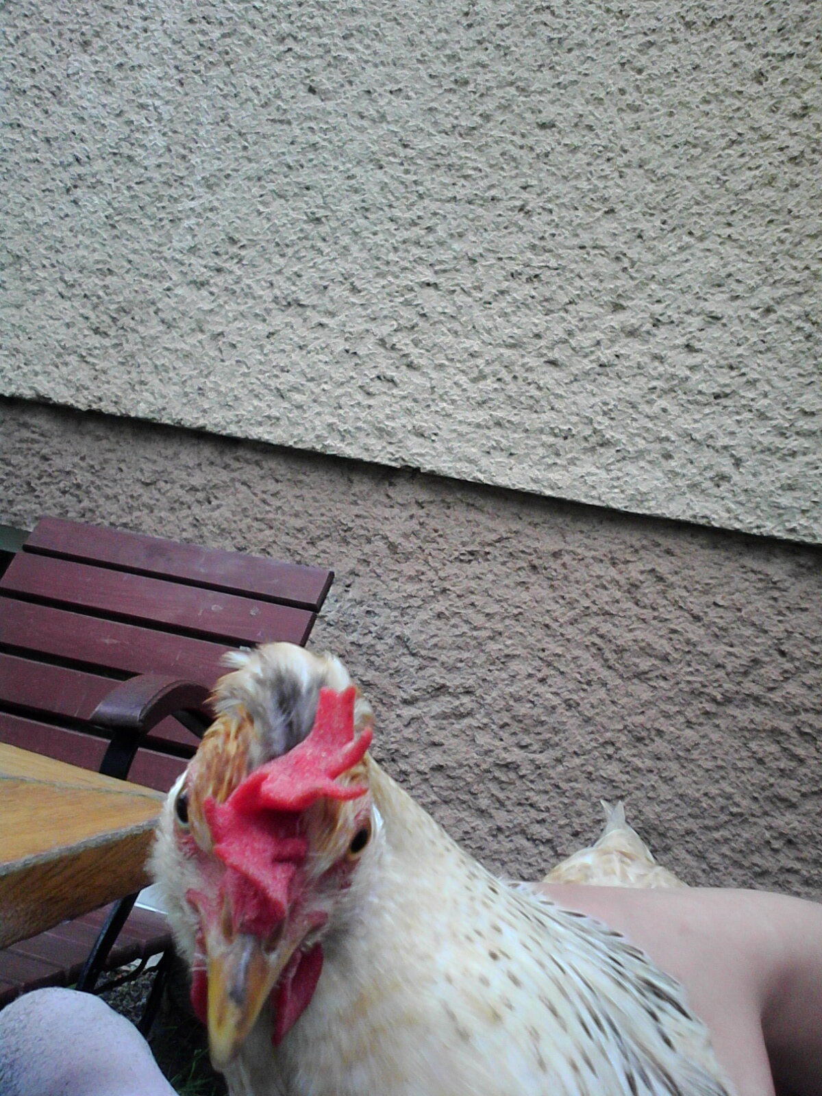 777.JPG | BackYard Chickens - Learn How to Raise Chickens