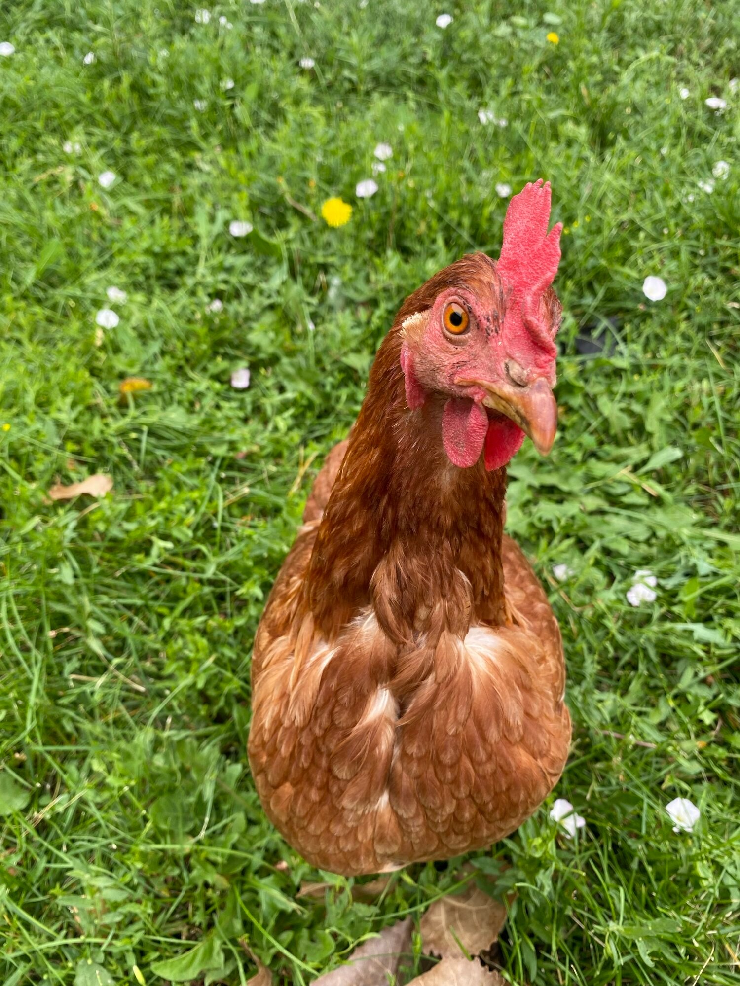 777.jpg | BackYard Chickens - Learn How to Raise Chickens