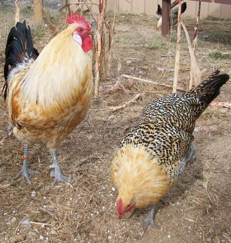 BackYard Chickens - Learn How to Raise Chickens