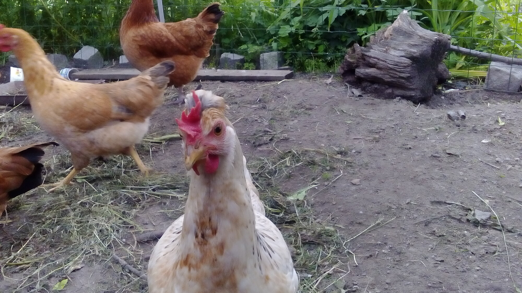780.JPG | BackYard Chickens - Learn How to Raise Chickens
