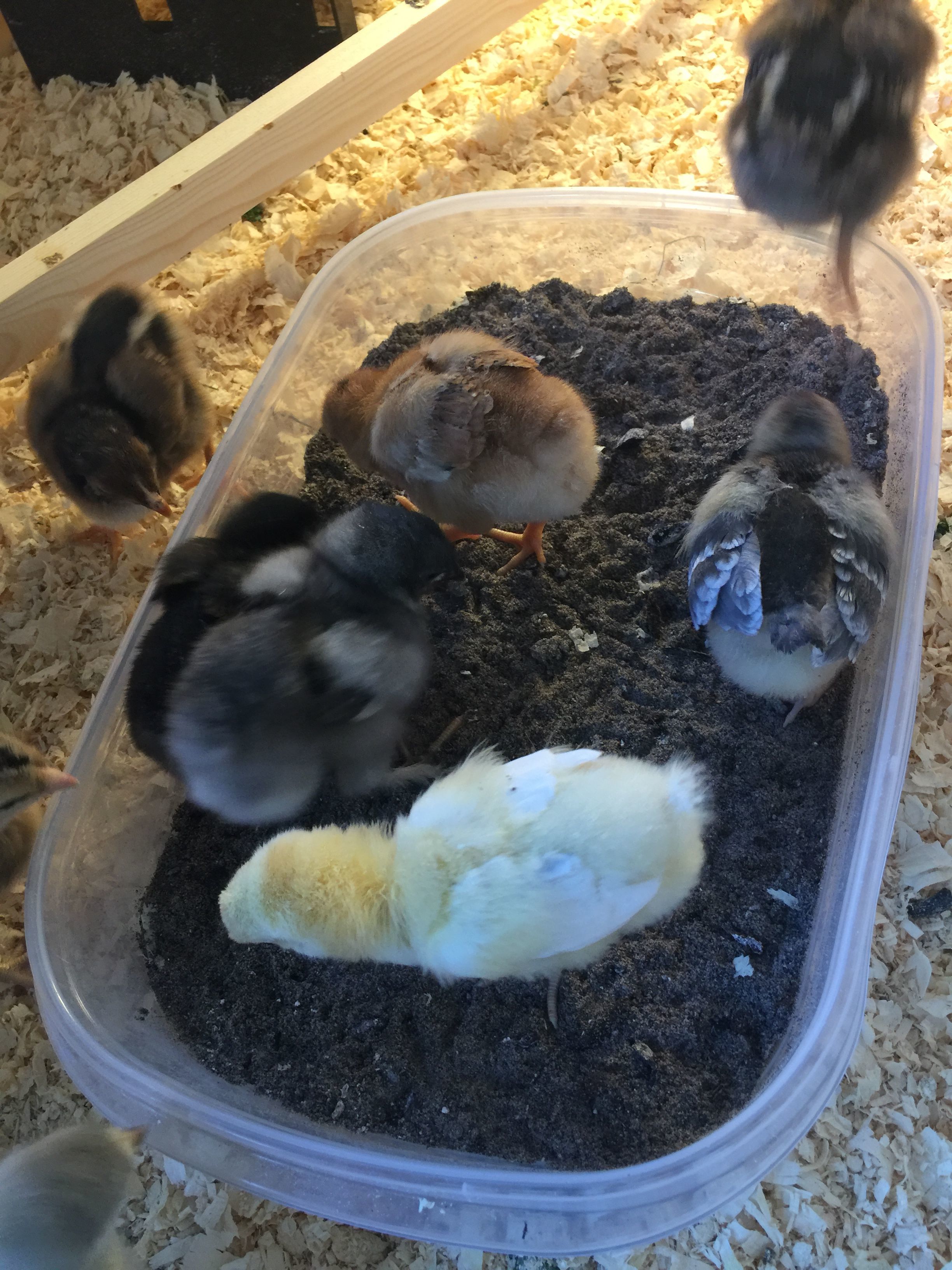 BackYard Chickens - Learn How to Raise Chickens