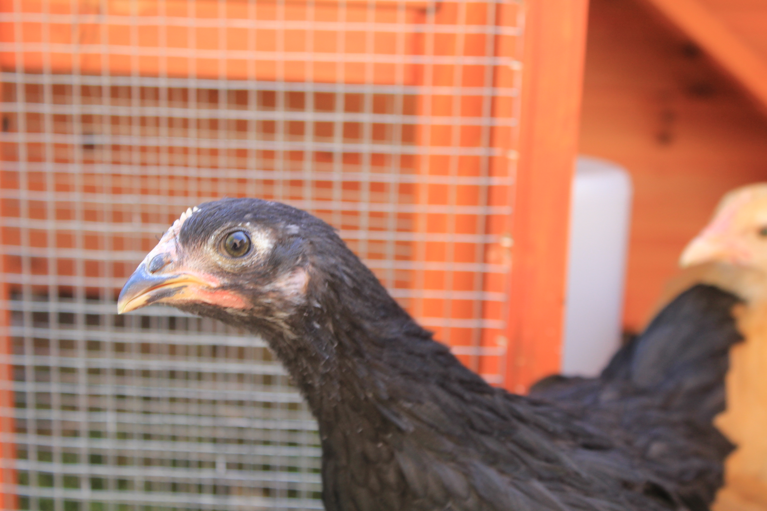 8 weeks old! | BackYard Chickens - Learn How to Raise Chickens