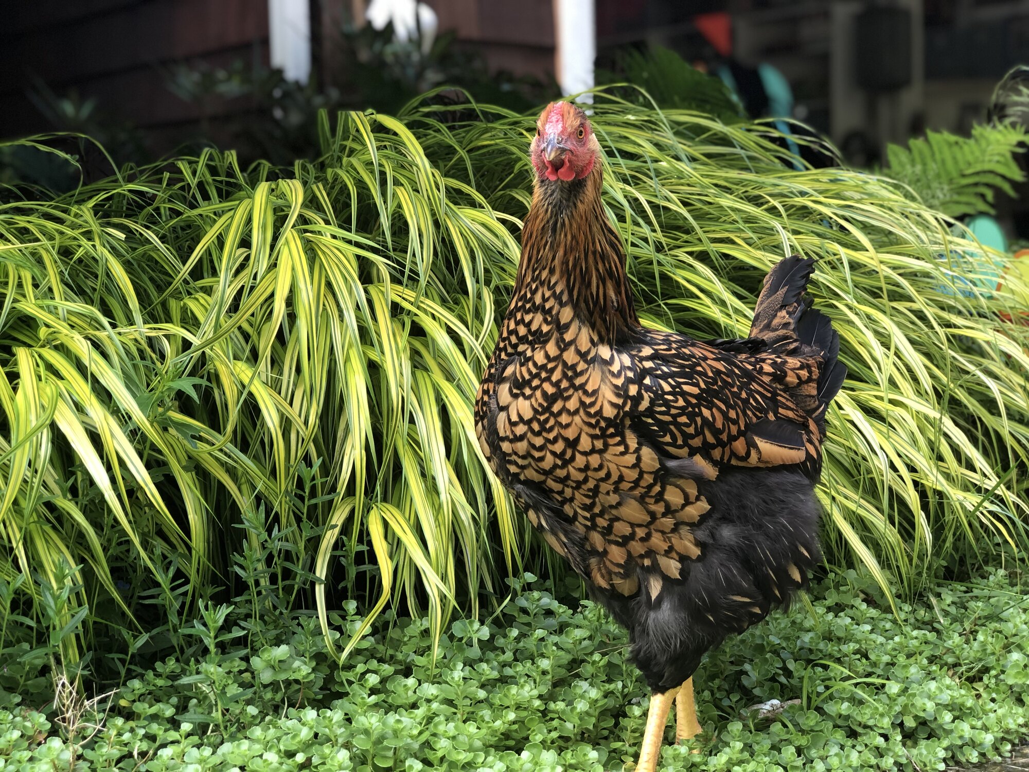 80.jpeg | BackYard Chickens - Learn How to Raise Chickens