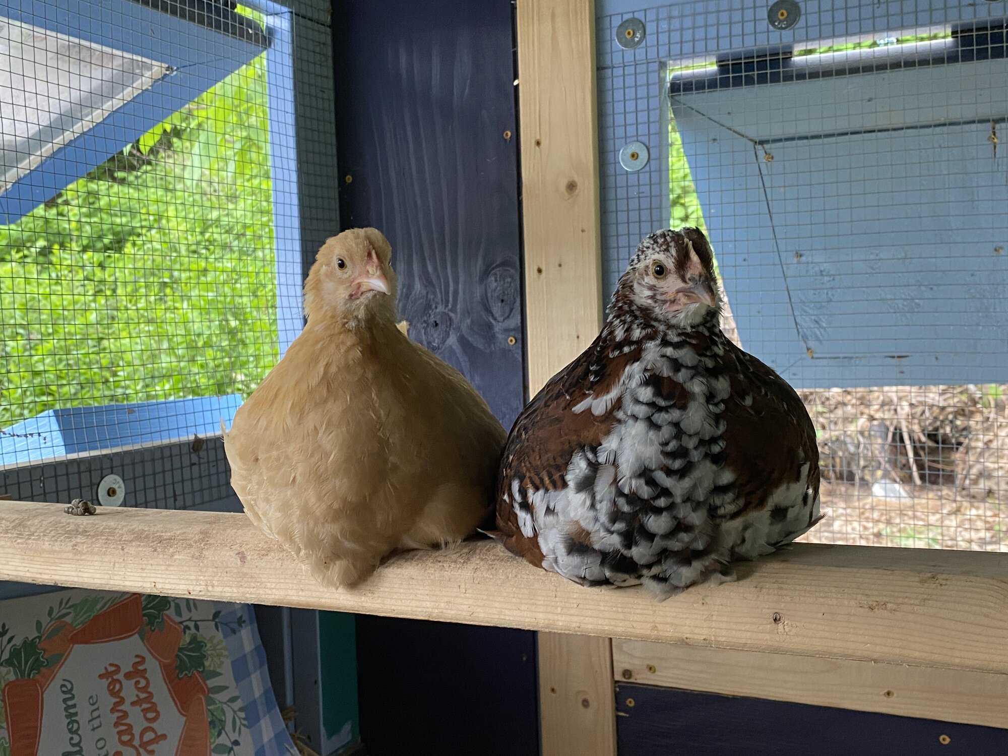 80.jpeg | BackYard Chickens - Learn How to Raise Chickens