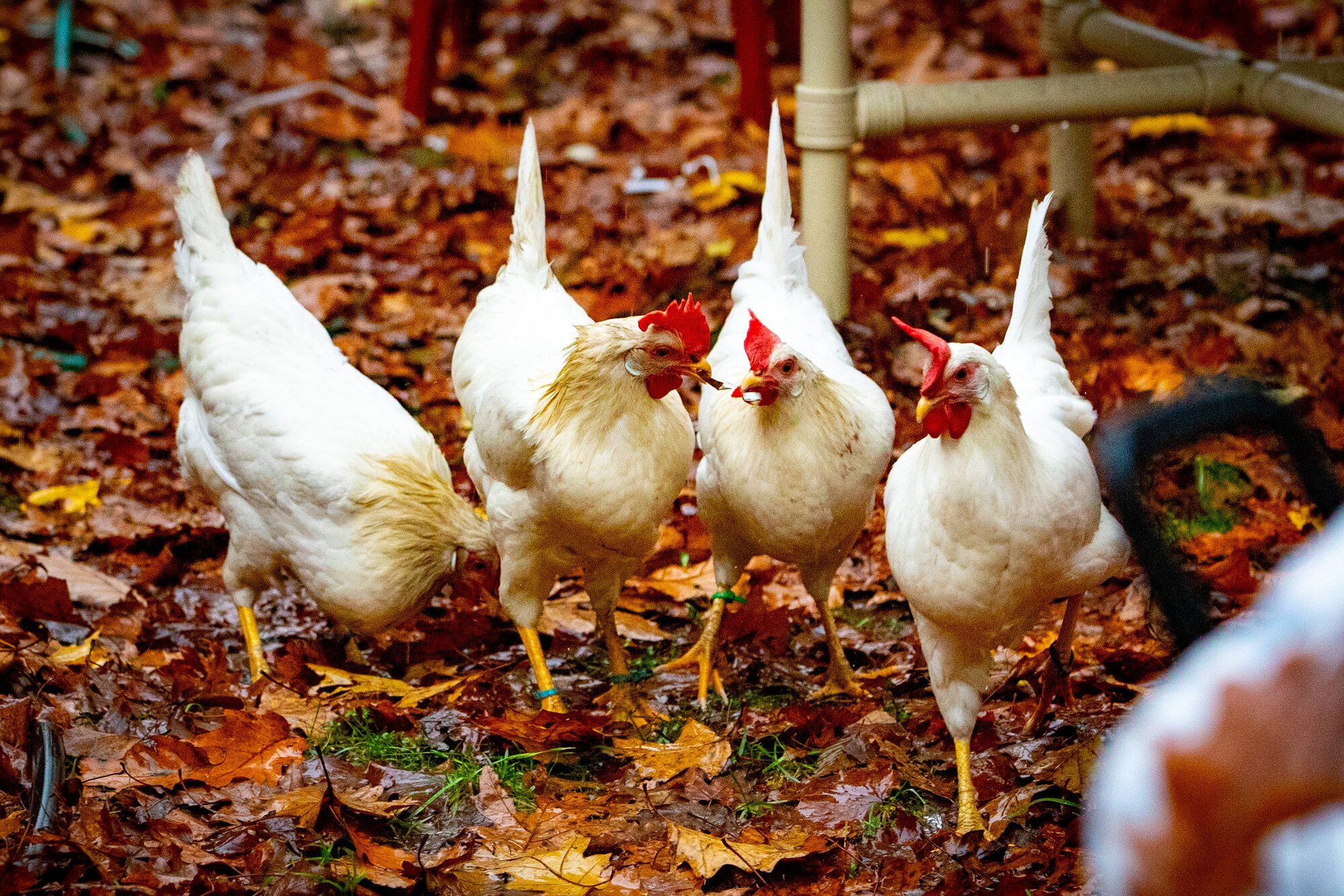 80.jpg | BackYard Chickens - Learn How to Raise Chickens