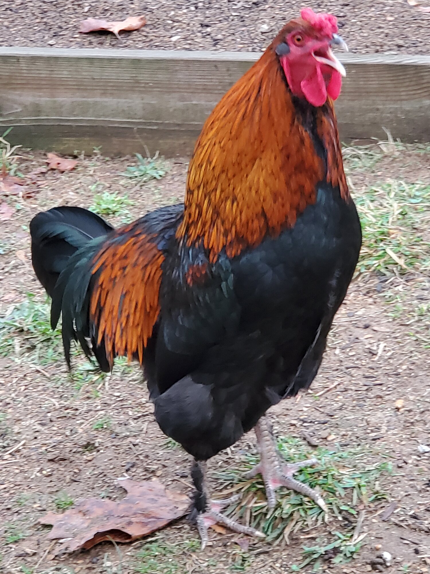 80.jpg | BackYard Chickens - Learn How to Raise Chickens