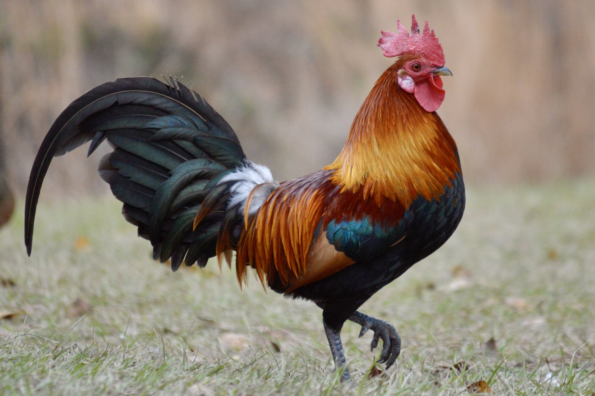 80.jpg | BackYard Chickens - Learn How to Raise Chickens