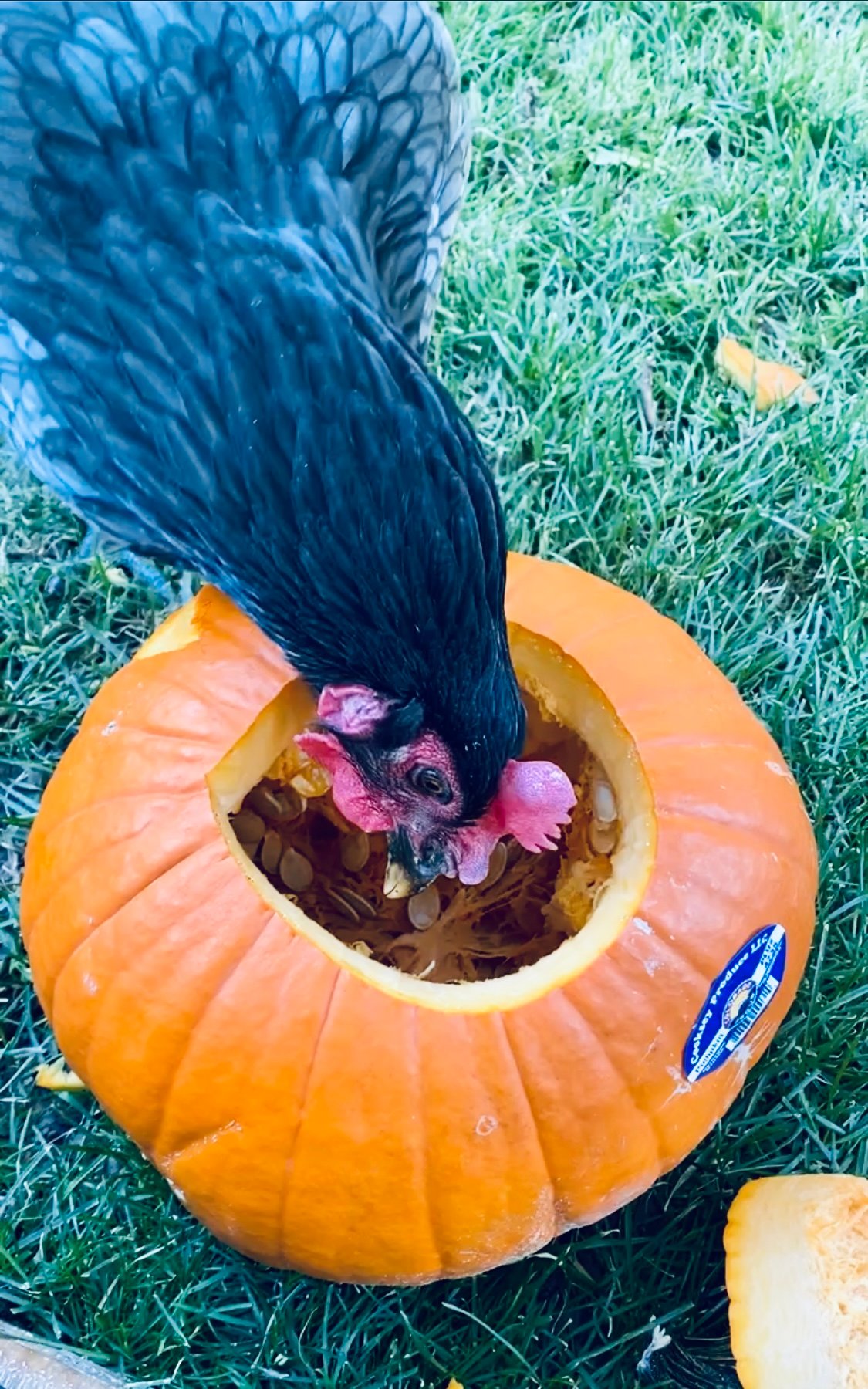 80.jpg | BackYard Chickens - Learn How to Raise Chickens