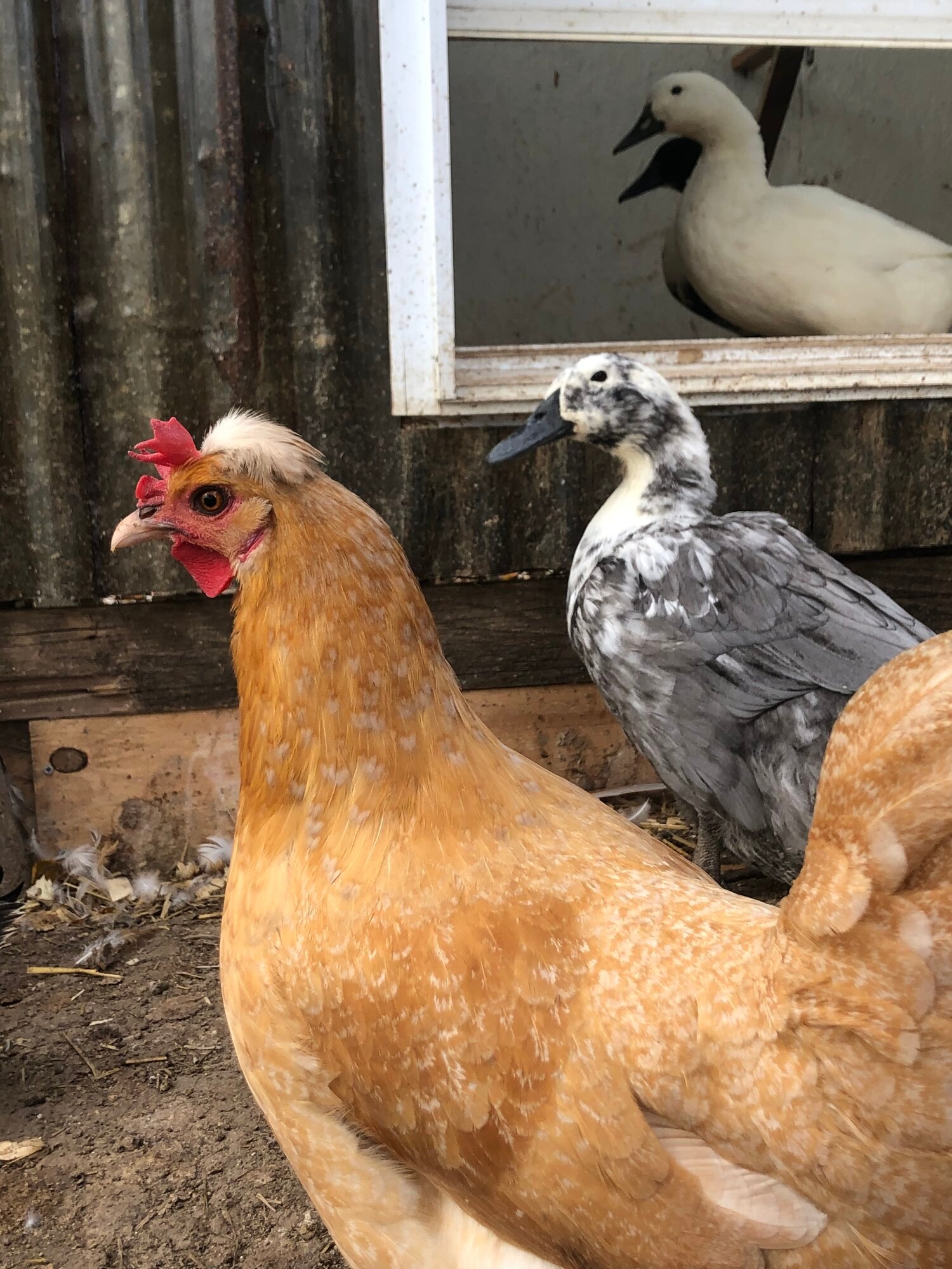 80.jpg | BackYard Chickens - Learn How to Raise Chickens