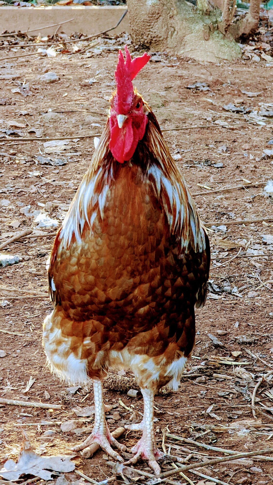 80.jpg | BackYard Chickens - Learn How to Raise Chickens