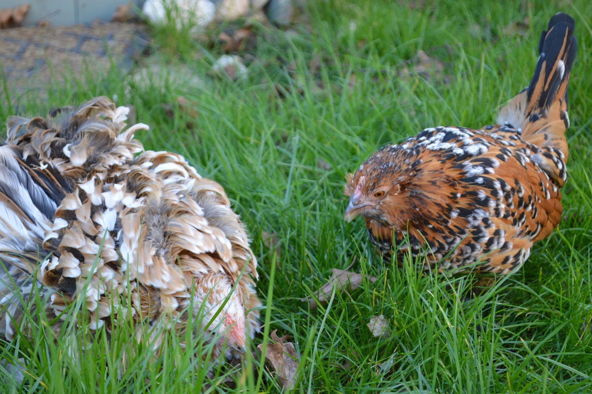 80.jpg | BackYard Chickens - Learn How to Raise Chickens