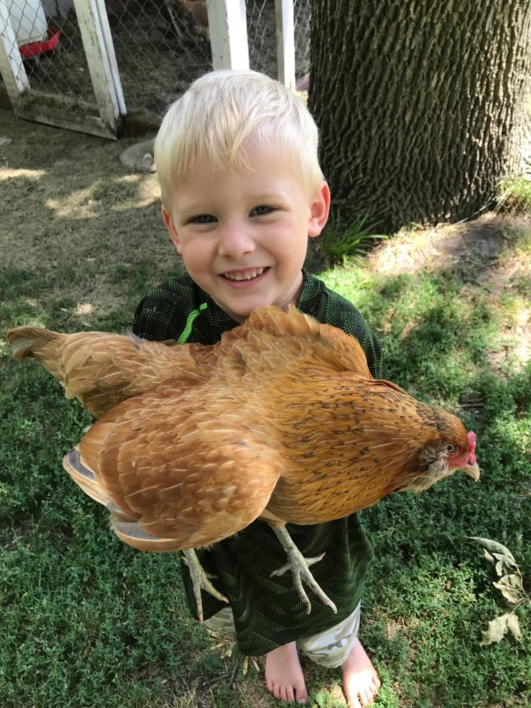 80.jpg | BackYard Chickens - Learn How to Raise Chickens