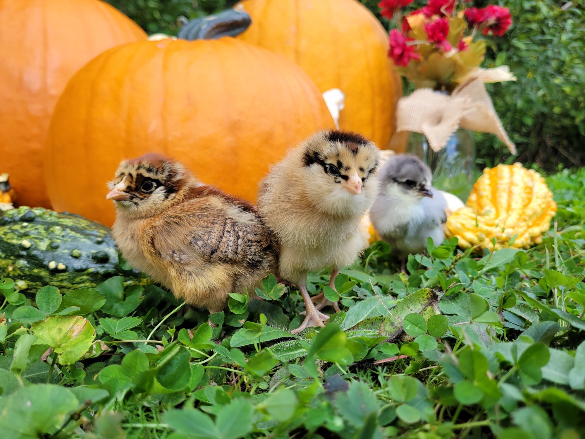 80.jpg | BackYard Chickens - Learn How to Raise Chickens