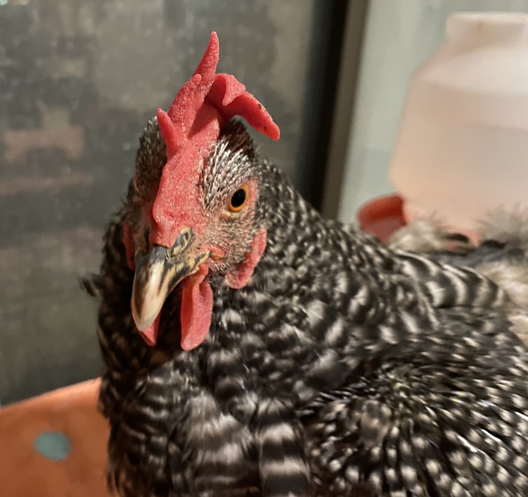 80_18.jpg | BackYard Chickens - Learn How to Raise Chickens