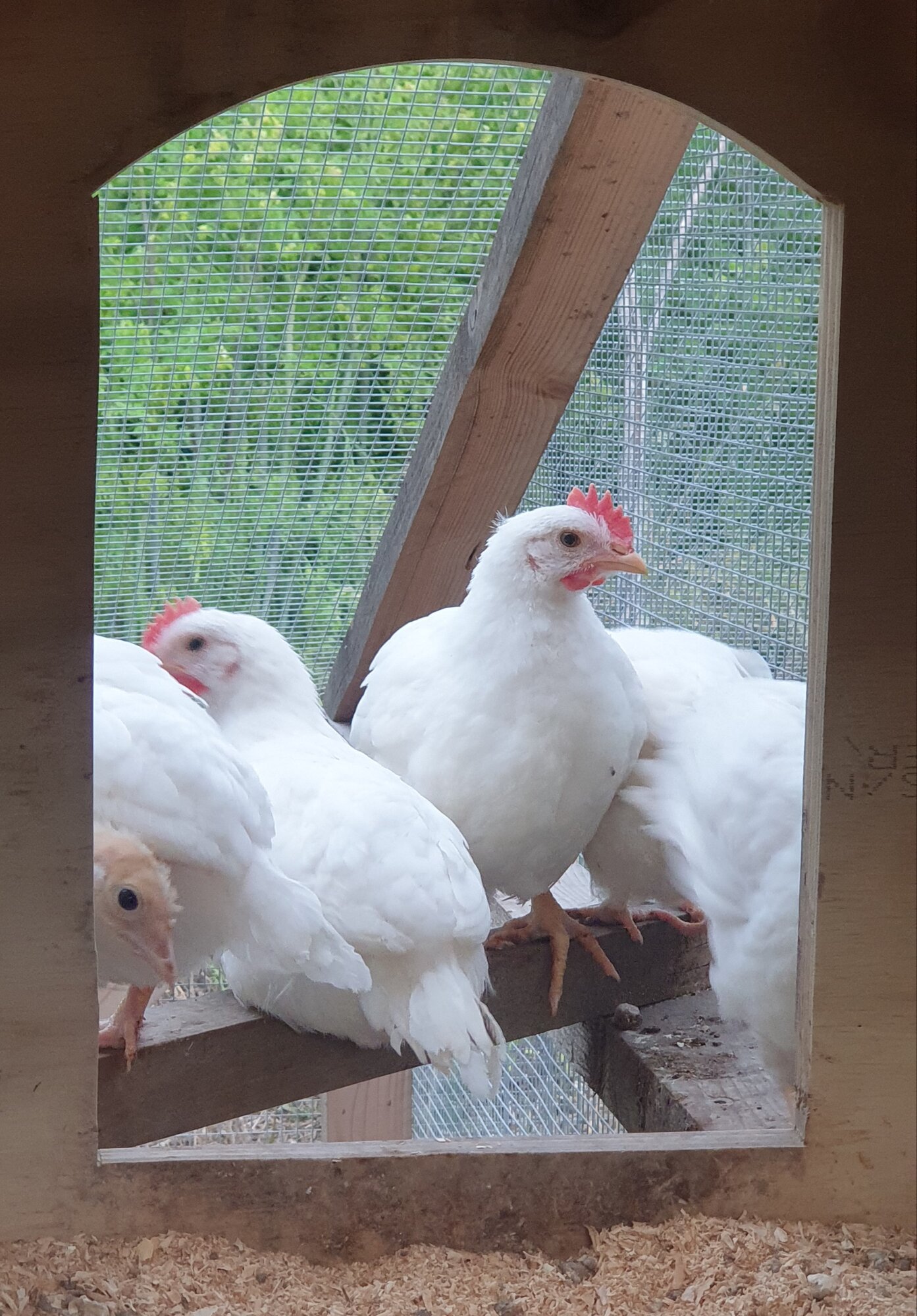 85.jpg | BackYard Chickens - Learn How to Raise Chickens