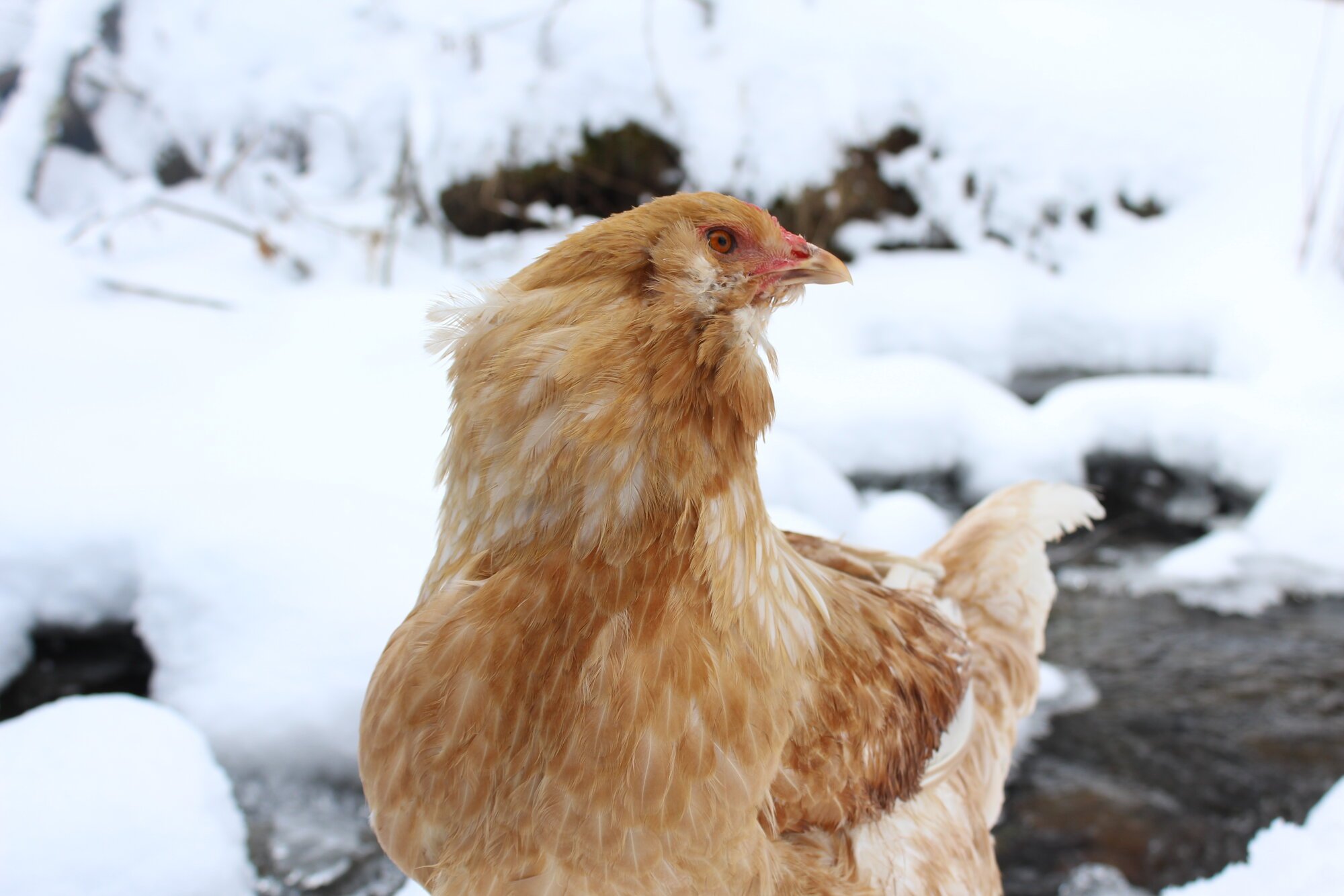 85.jpg | BackYard Chickens - Learn How to Raise Chickens