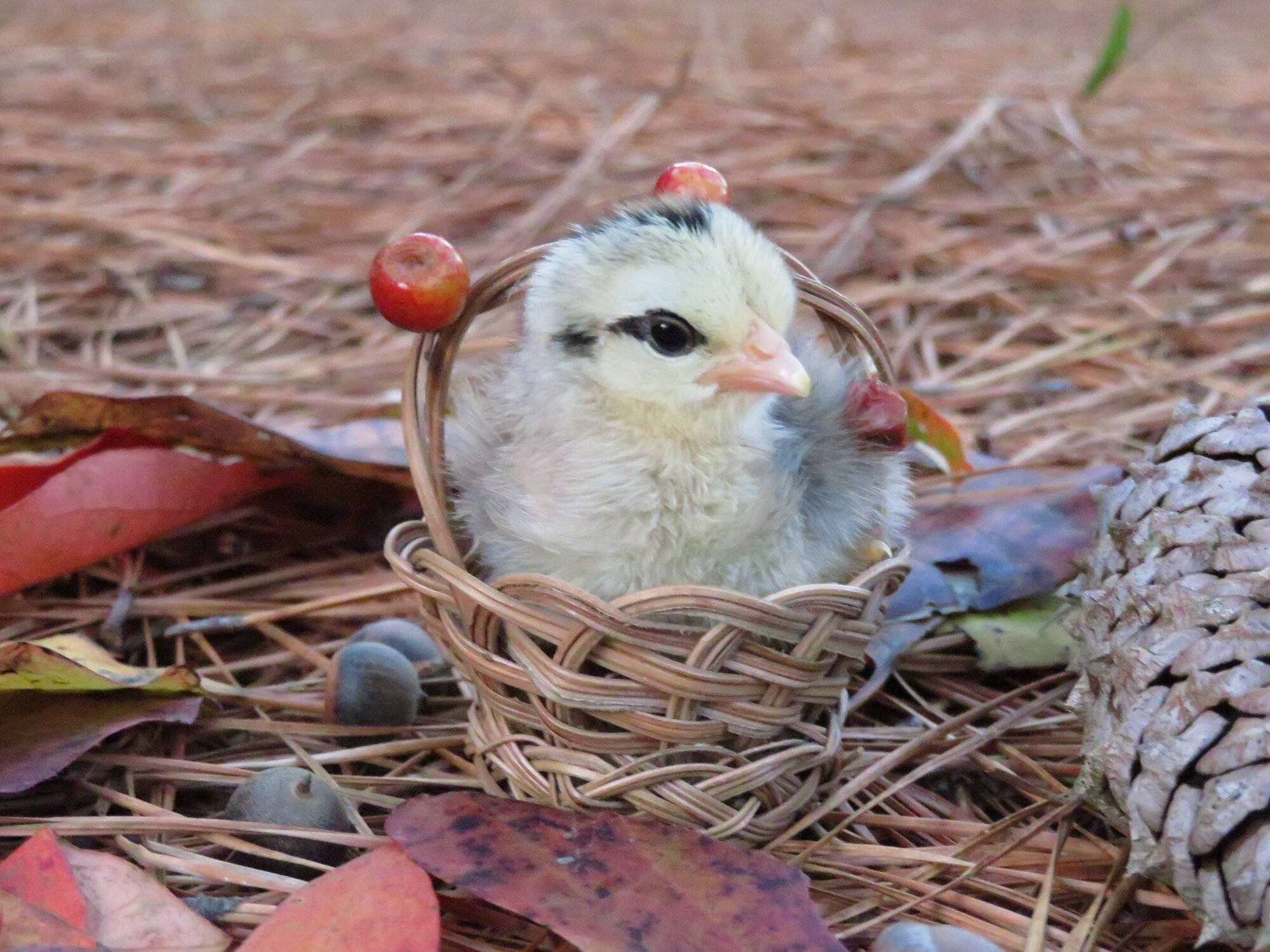89.jpg | BackYard Chickens - Learn How to Raise Chickens