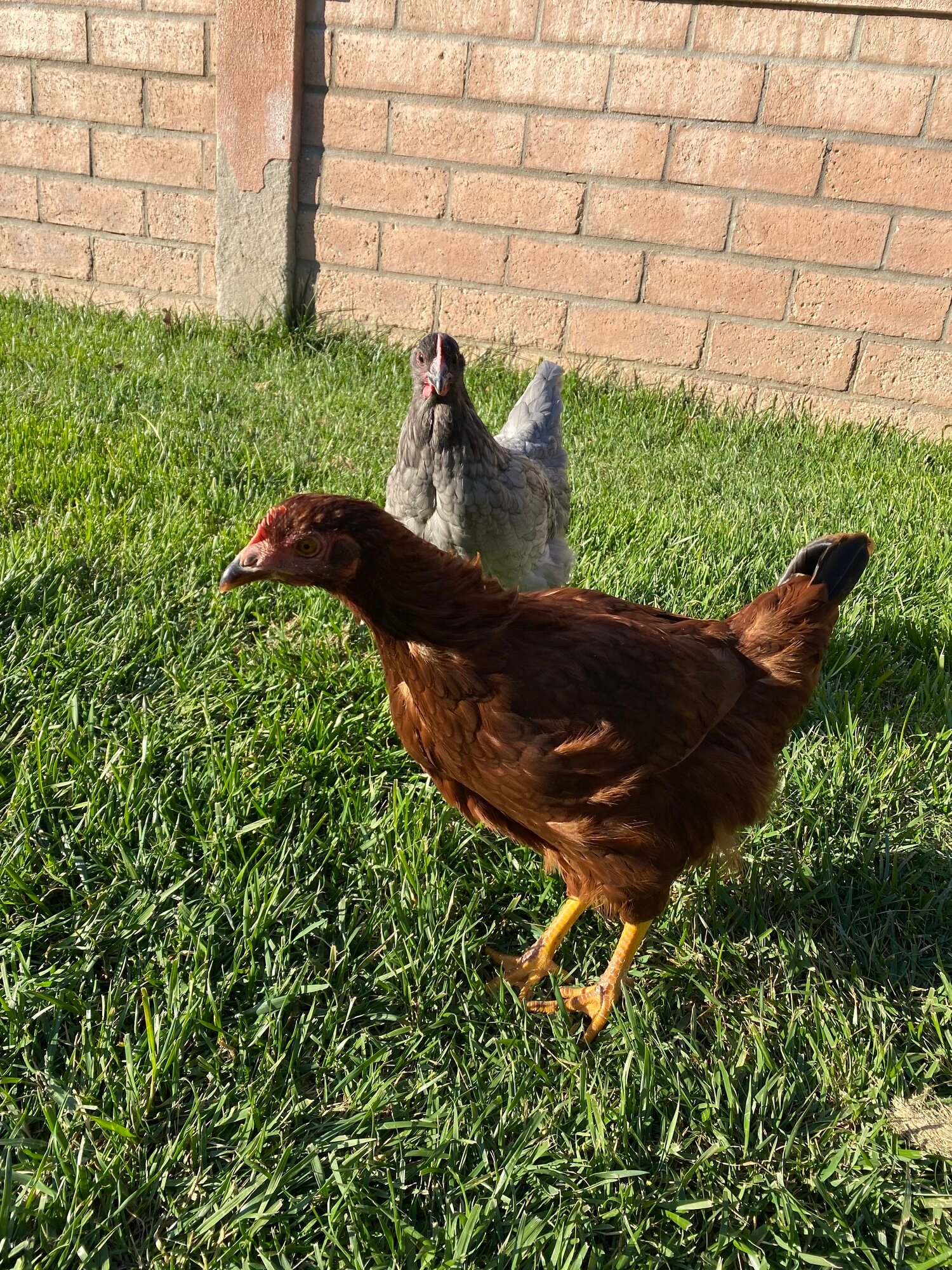90.jpg | BackYard Chickens - Learn How to Raise Chickens