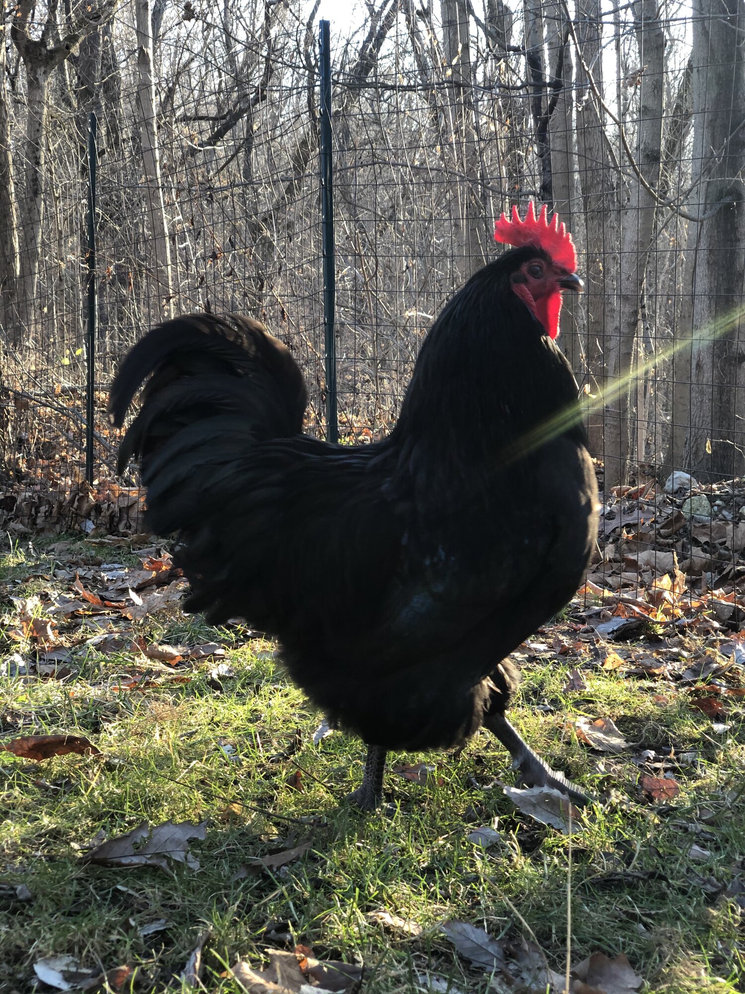 927.jpeg | BackYard Chickens - Learn How to Raise Chickens