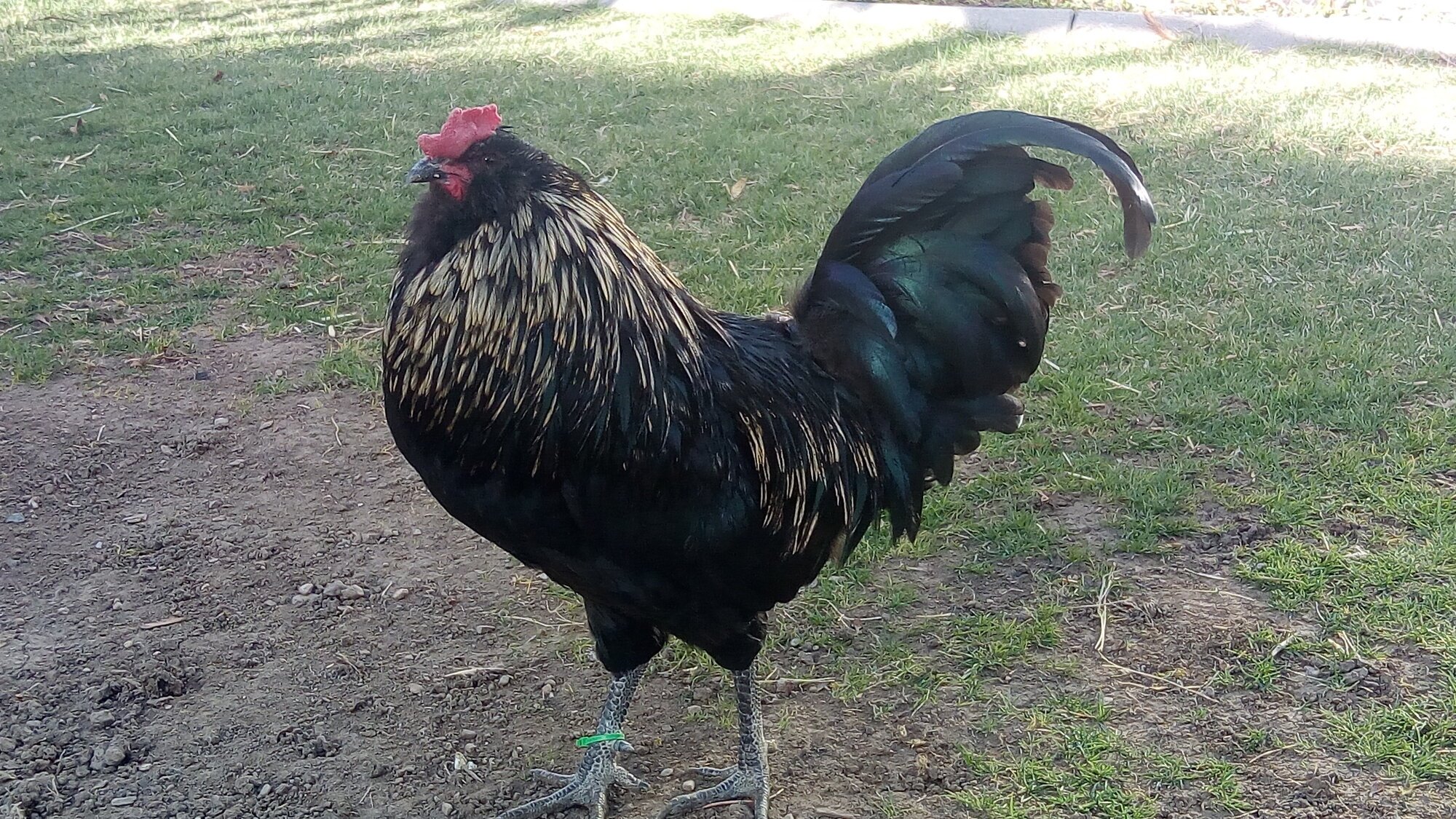 95.jpg | BackYard Chickens - Learn How to Raise Chickens