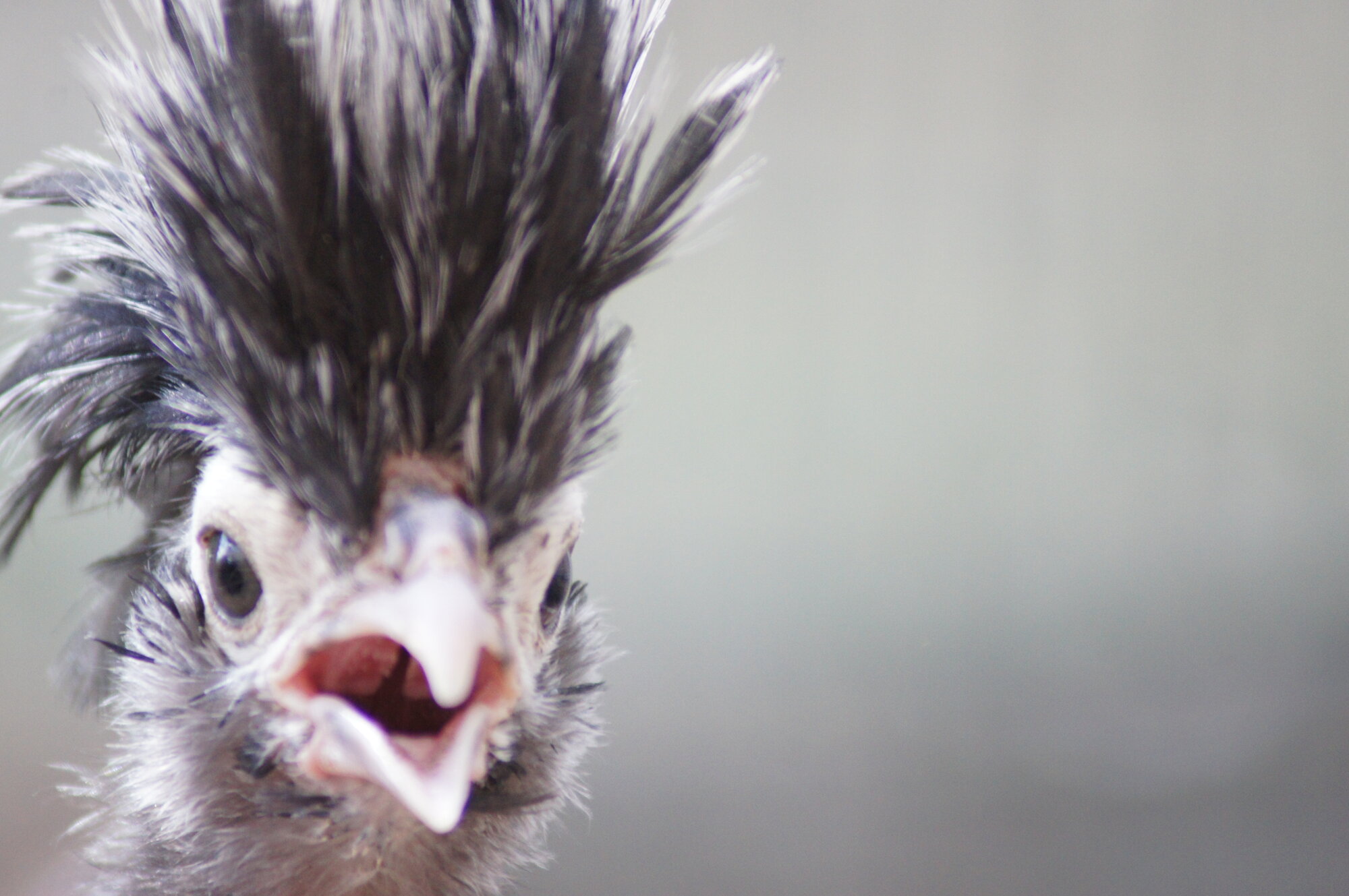 98.JPG | BackYard Chickens - Learn How to Raise Chickens