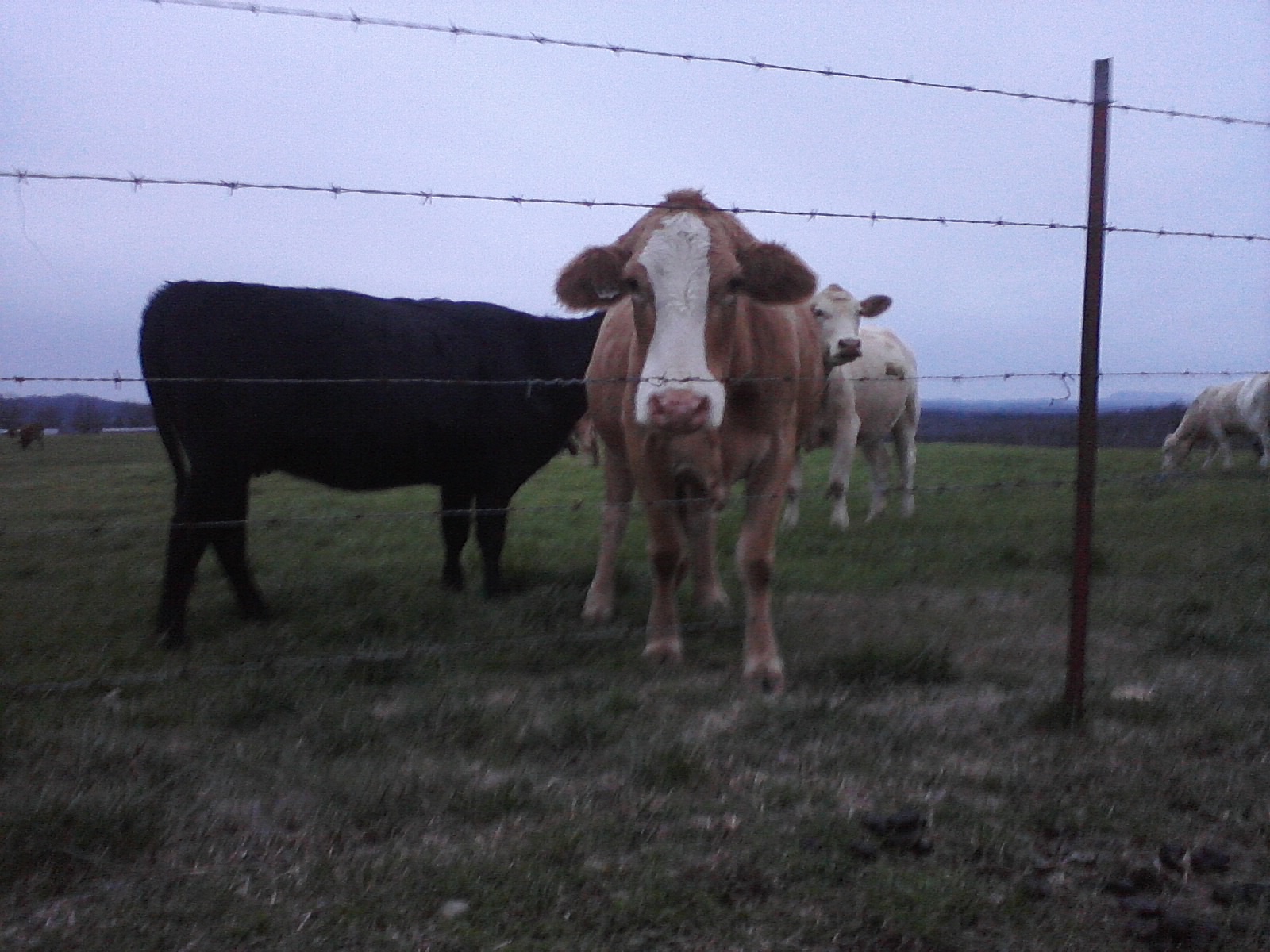 A droopy looking cow that lived next door. | BackYard Chickens - Learn ...