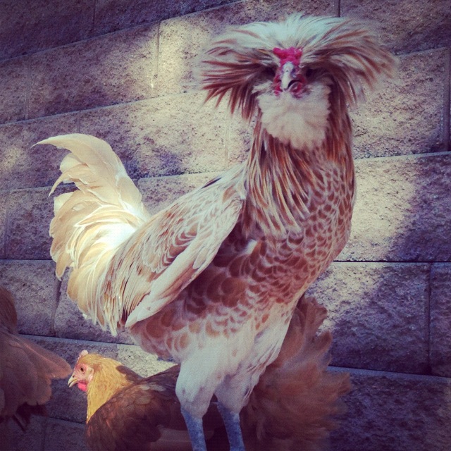 Ace | BackYard Chickens - Learn How to Raise Chickens