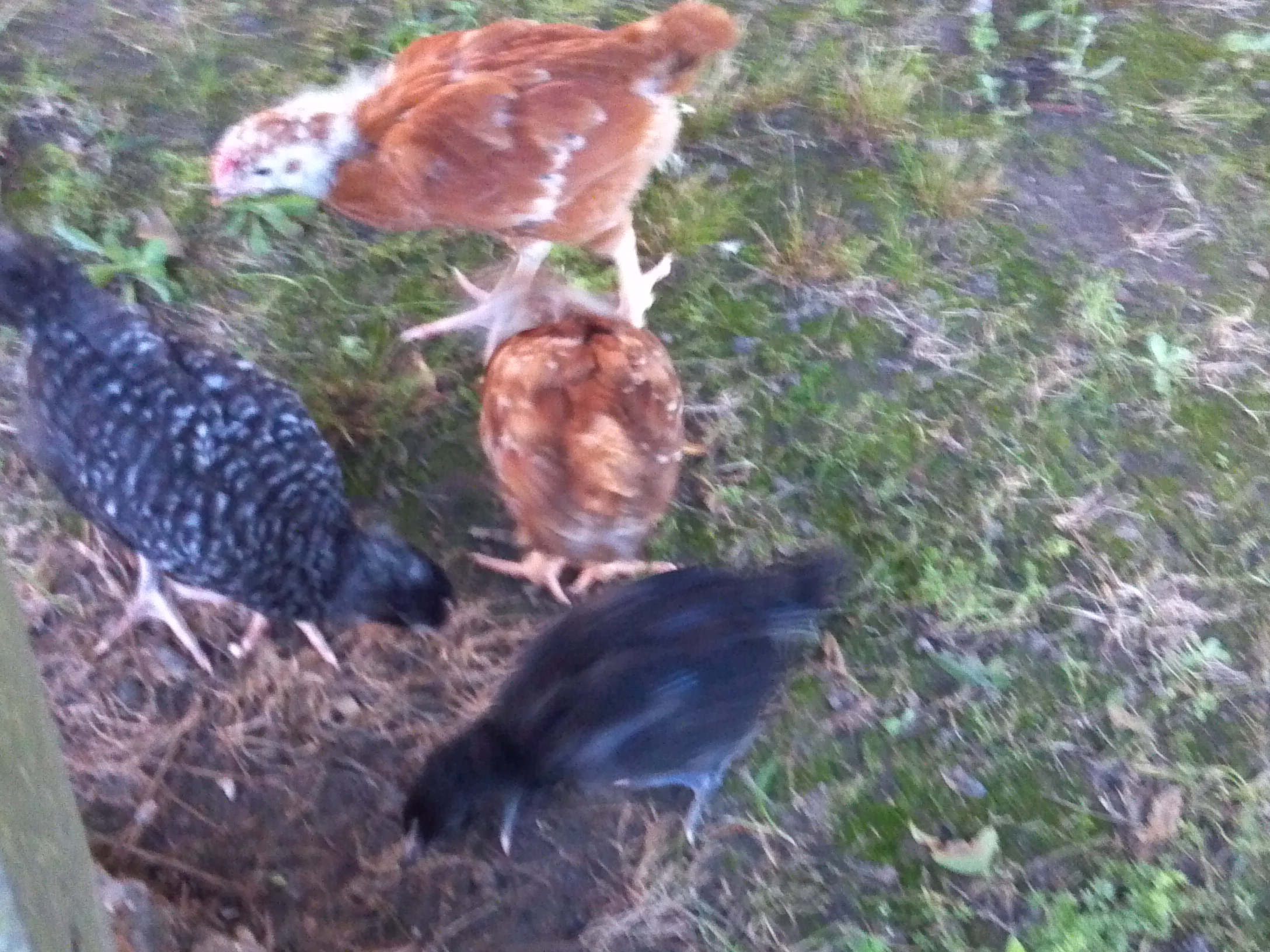 All My Babies Backyard Chickens Learn How To Raise Chickens