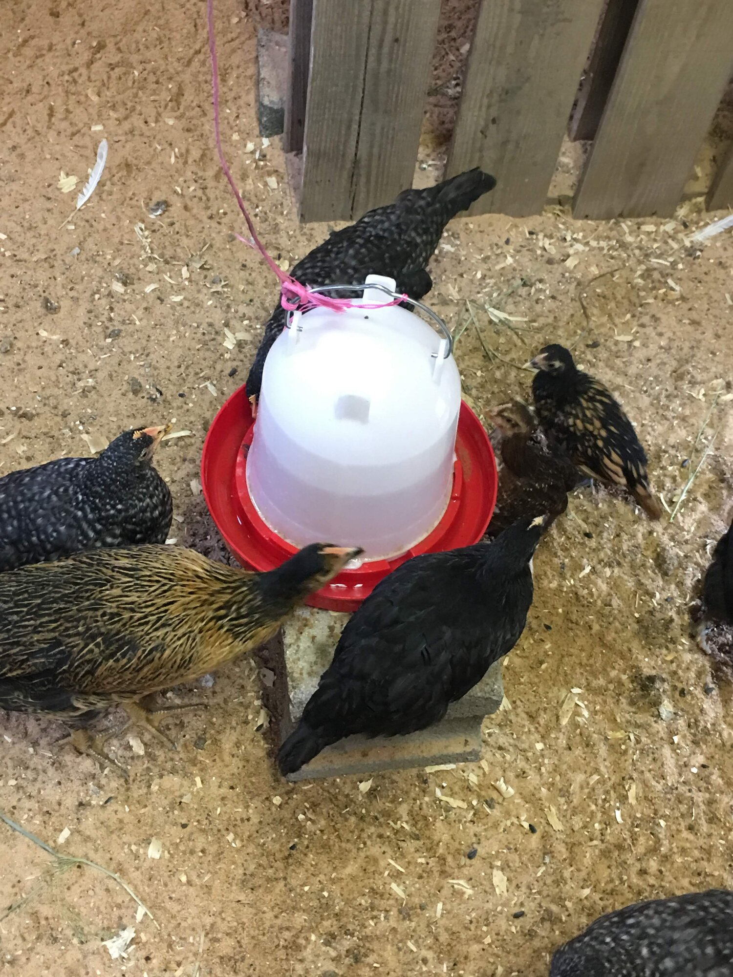 Almost Hens | BackYard Chickens - Learn How to Raise Chickens