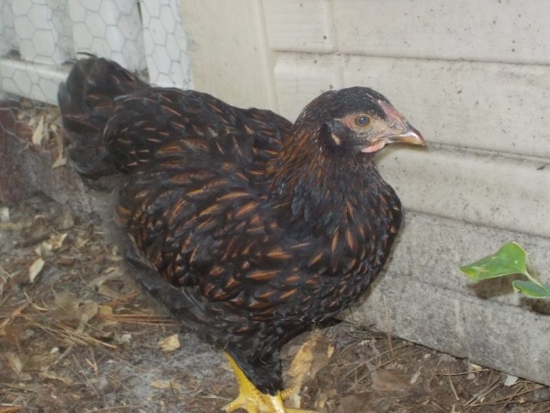 Amber, BLRW | BackYard Chickens - Learn How to Raise Chickens